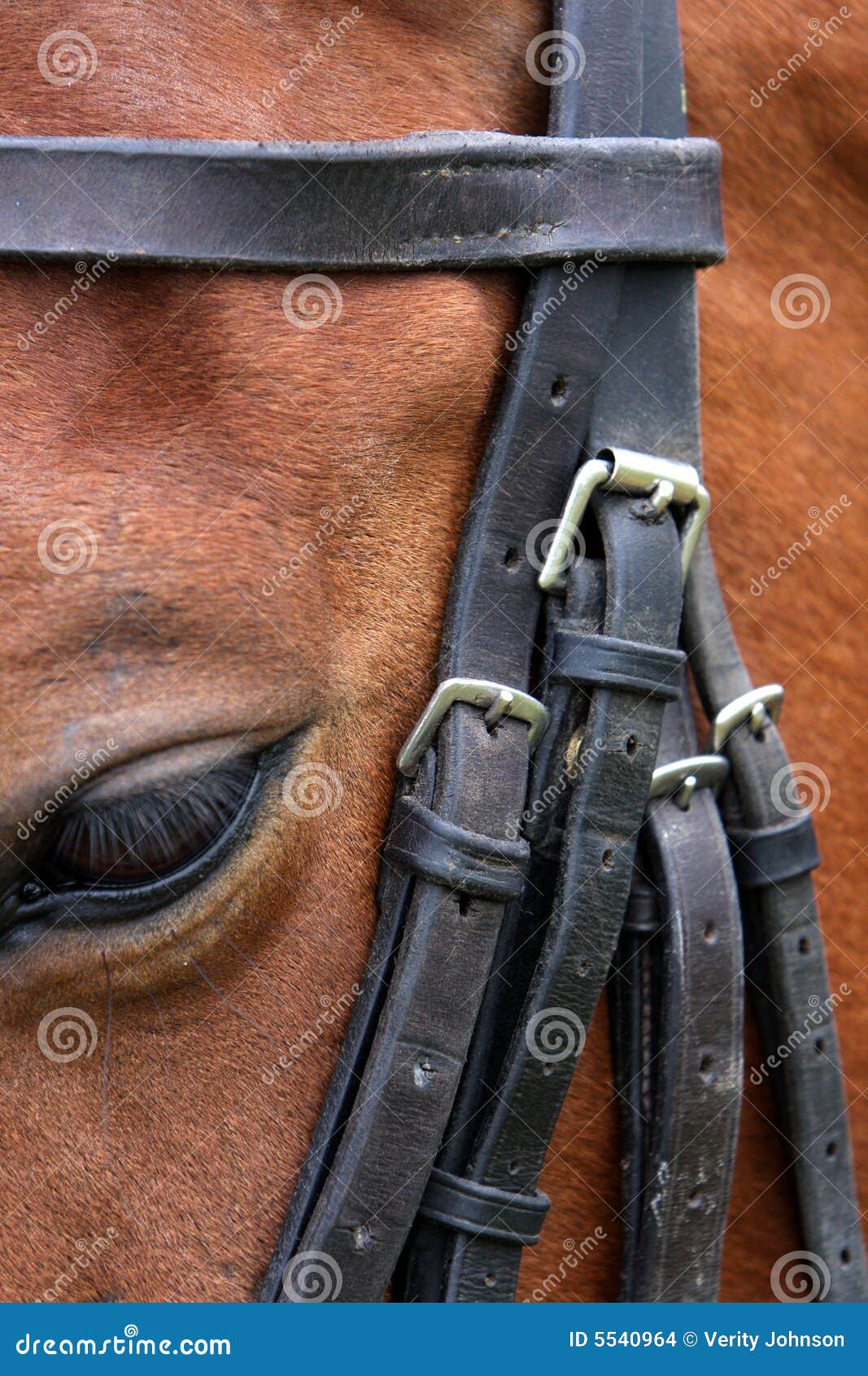 Horse and bridle stock photo. Image of animal, leather - 5540964