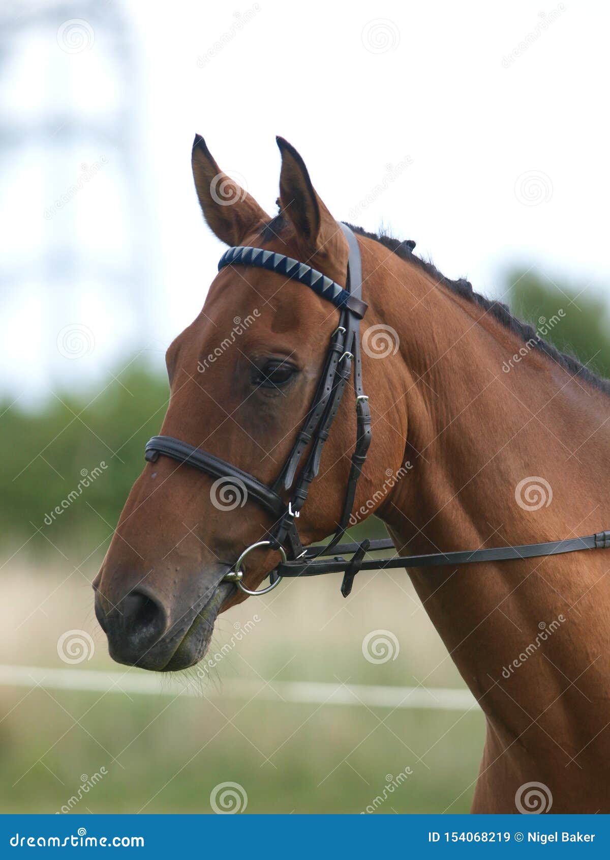 Horse in Bridle Headshot stock image. Image of bridle - 154068219