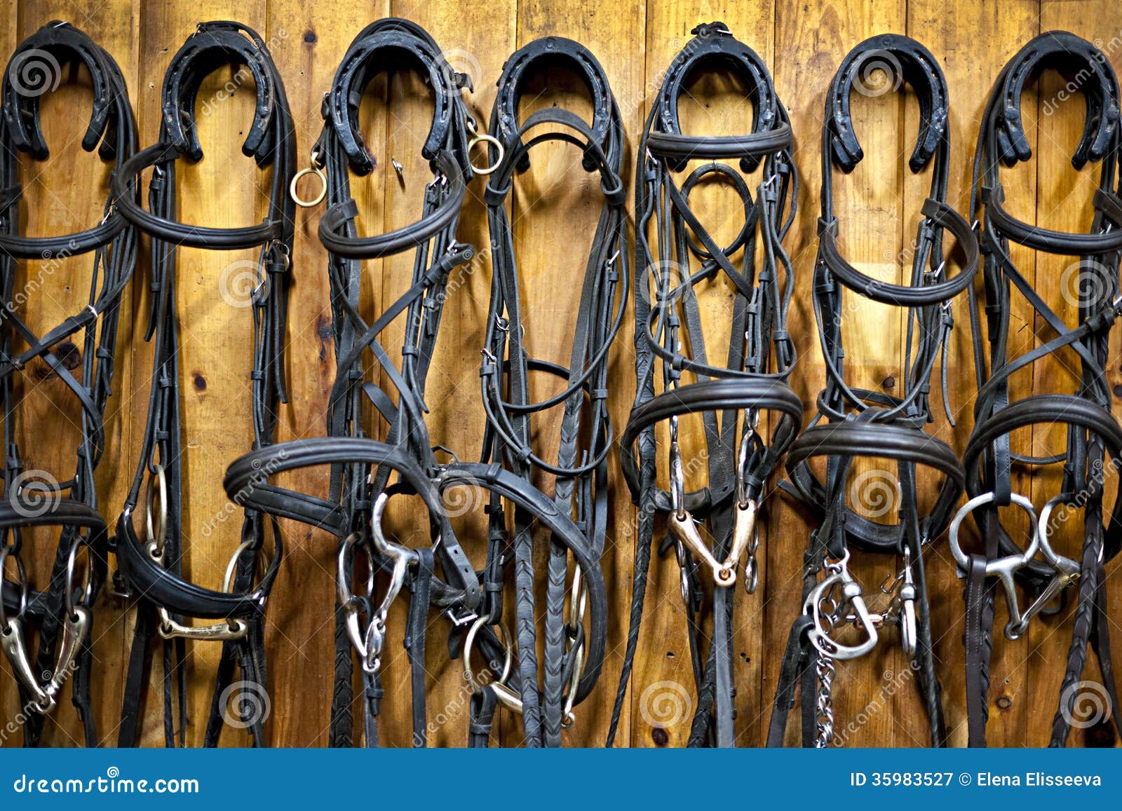 Horse Bridles Hanging in Stable Stock Image - Image of horse, tack ...