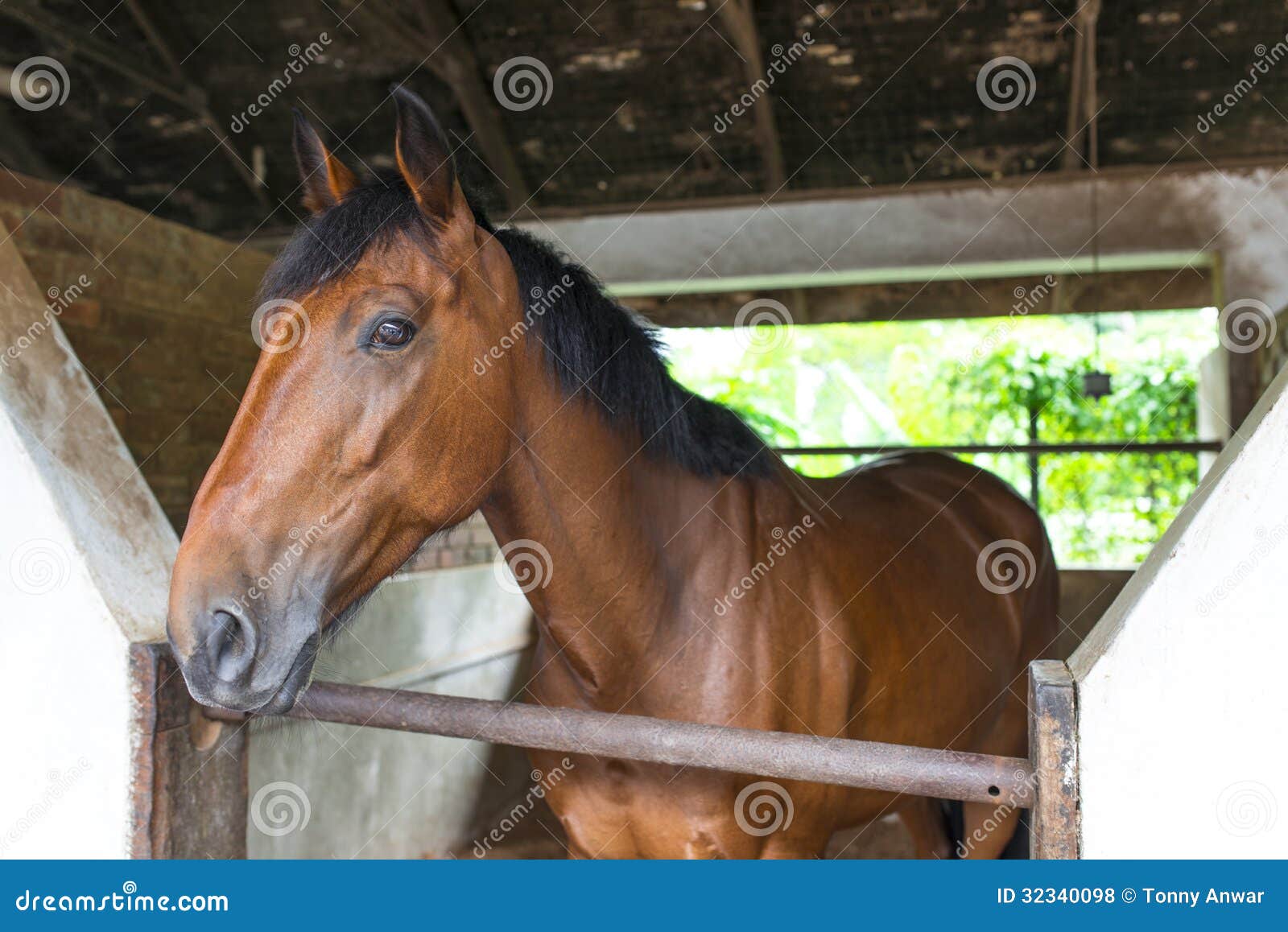 Horse stock photo. Image of stable, farm, horse, animal - 32340098