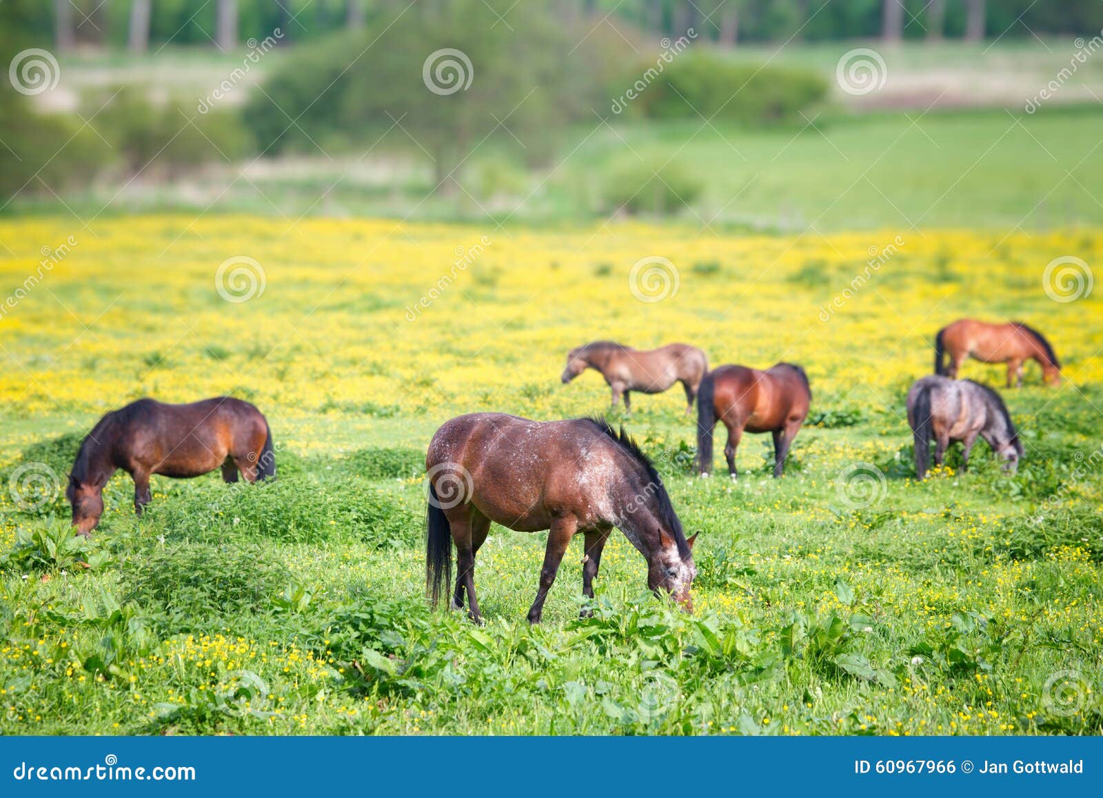 Horse stock photo. Image of springtime, mammal, green - 60967966