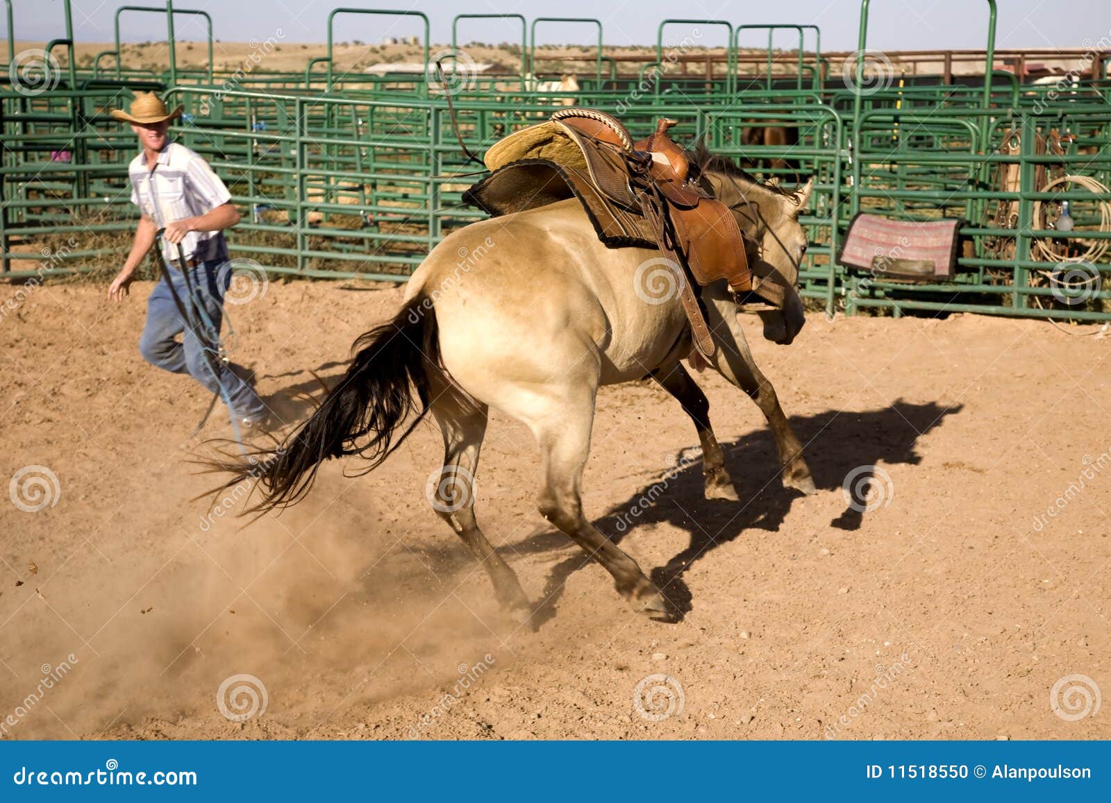 Horse bucking and cowboy stock photo. Image of bucking - 11518550