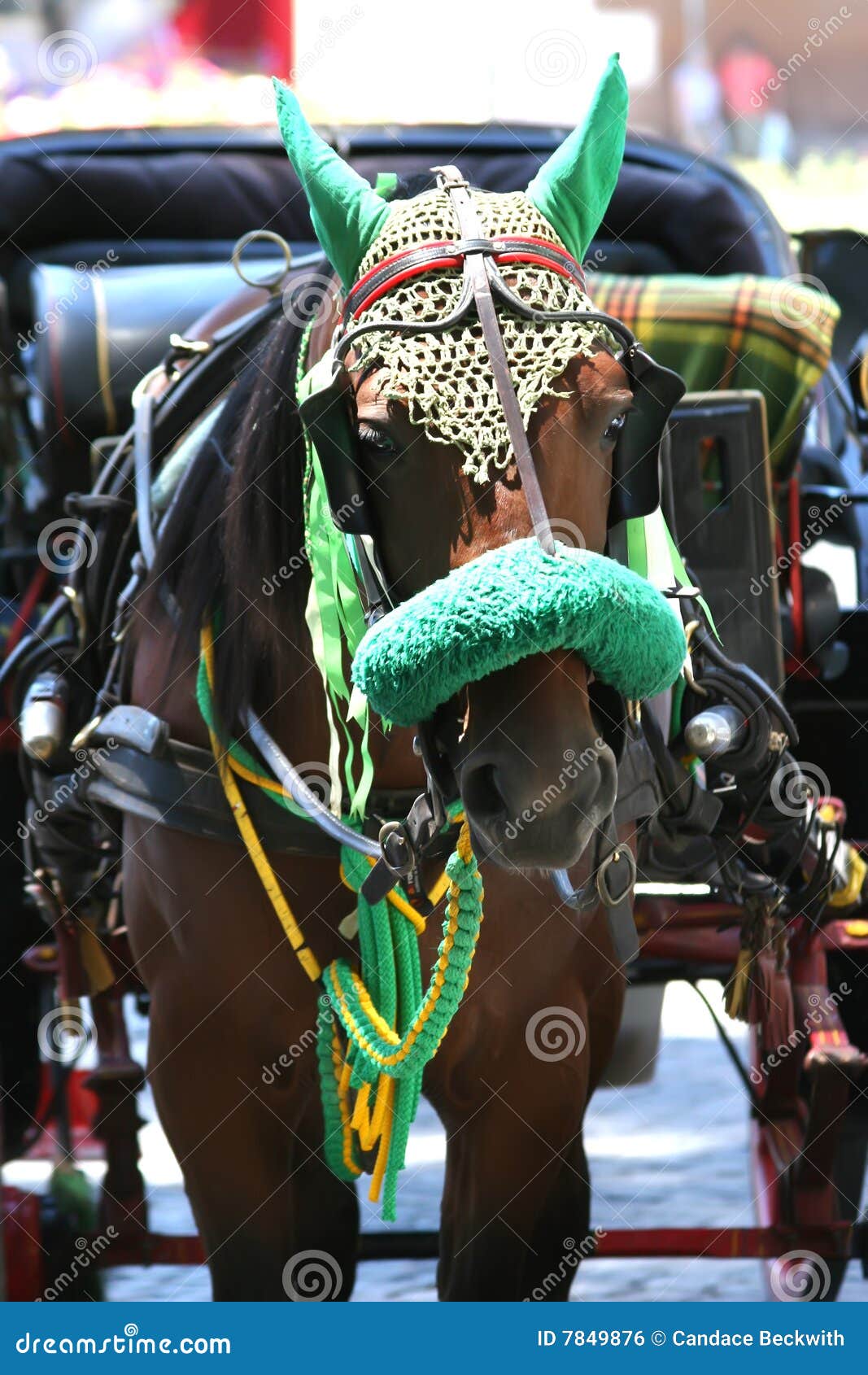 Horse And Buggy Picture. Image: 7849876