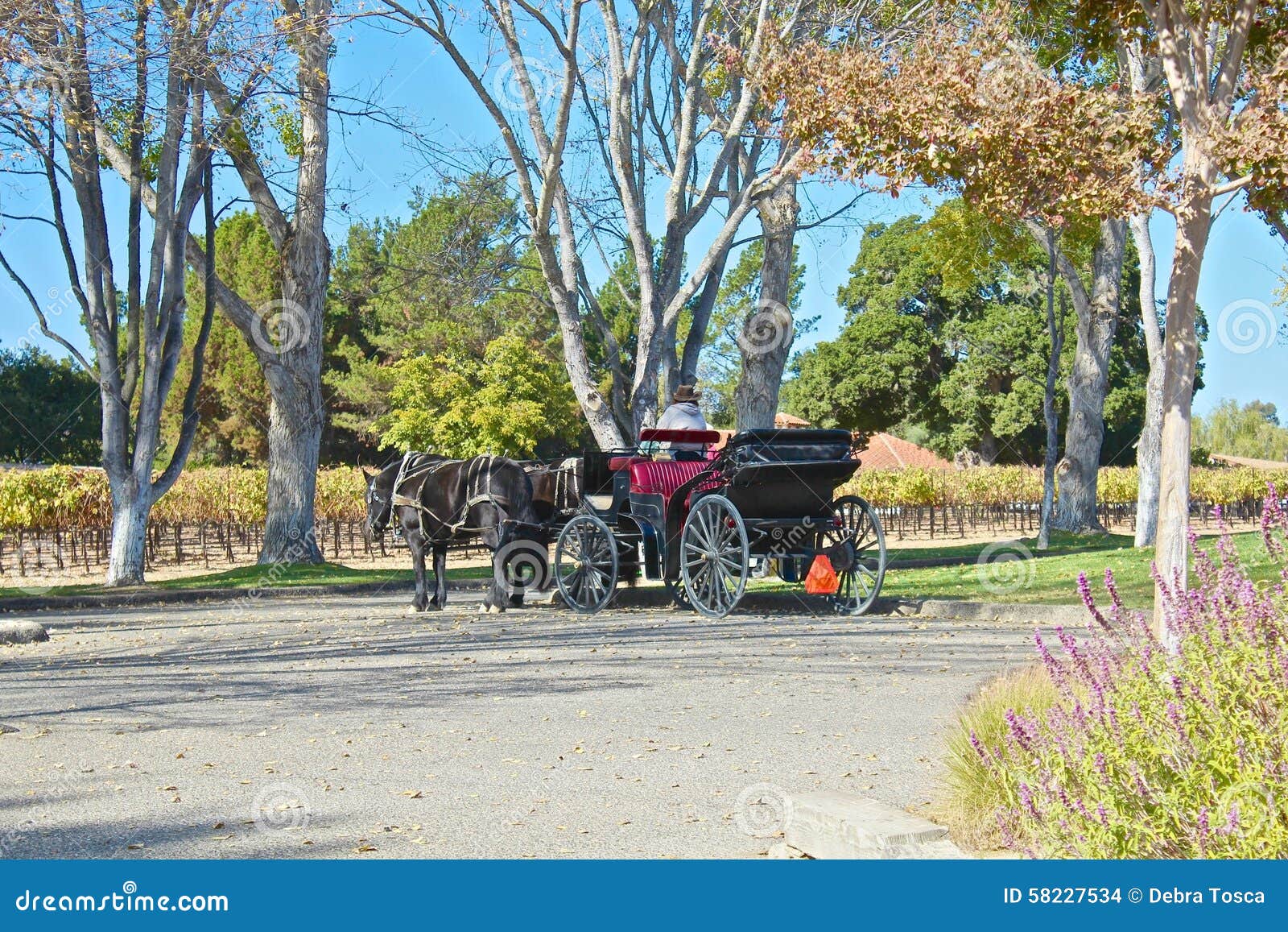 Horse and buggy editorial stock image. Image of buggy - 58227534