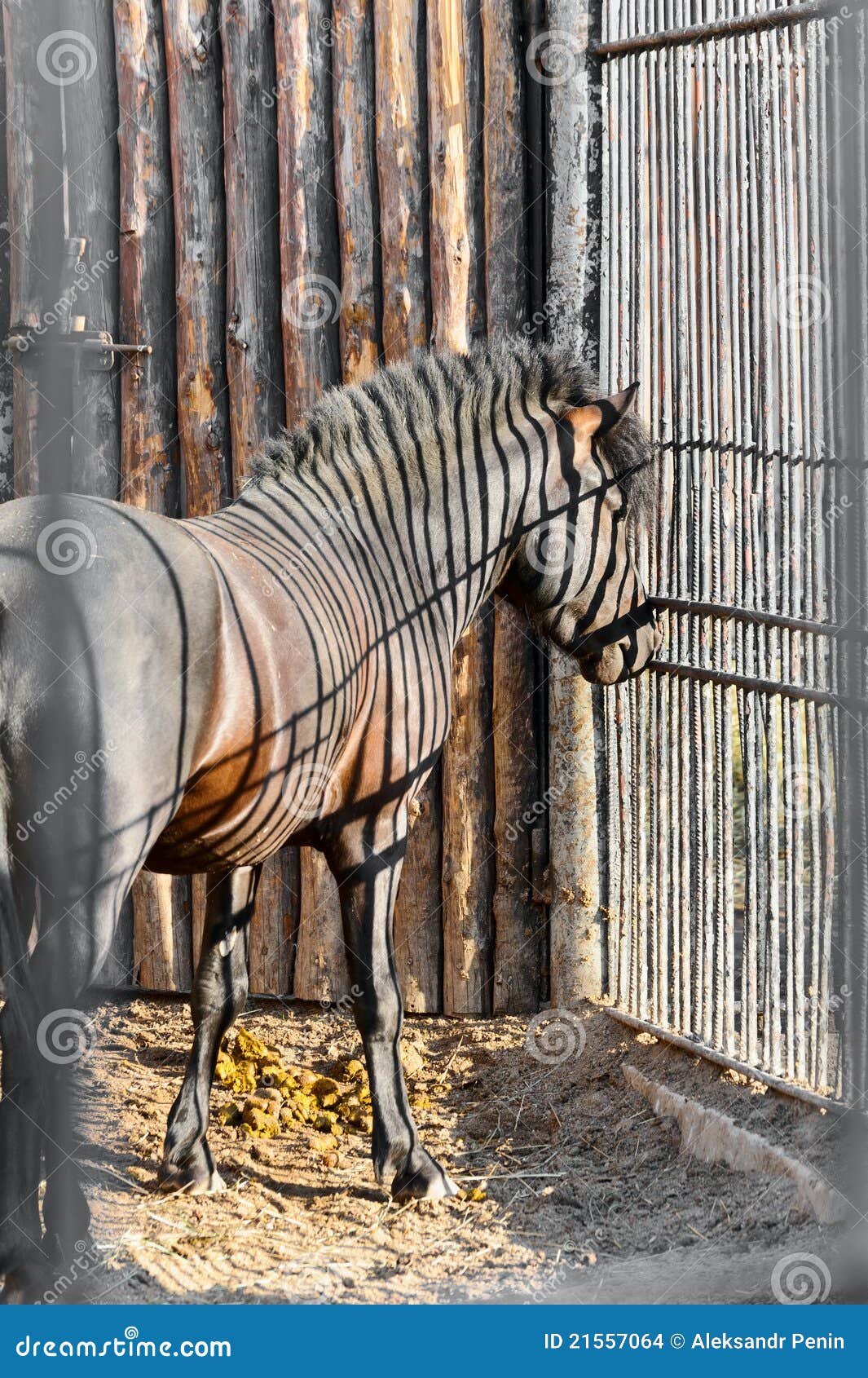 Horse in a cage stock photo. Image of harness, pony, equine - 21557064