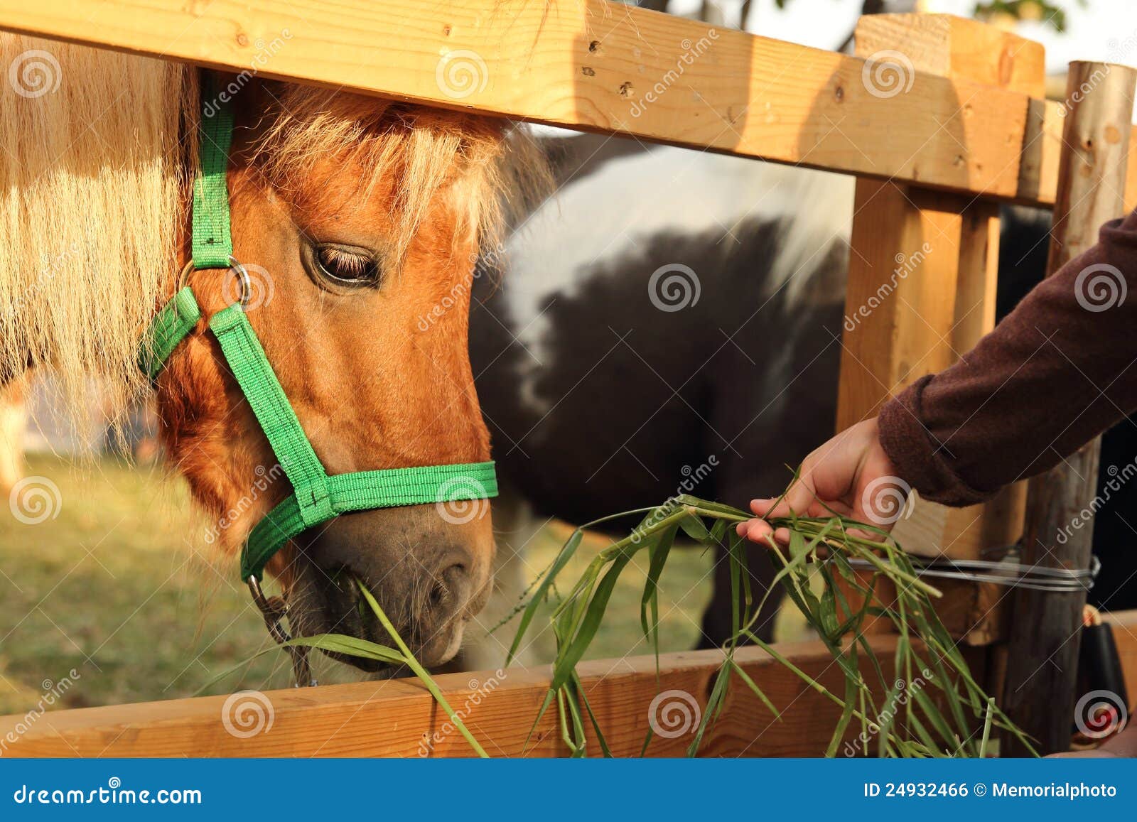 Horse in the cage stock photo. Image of horse, mammal - 24932466
