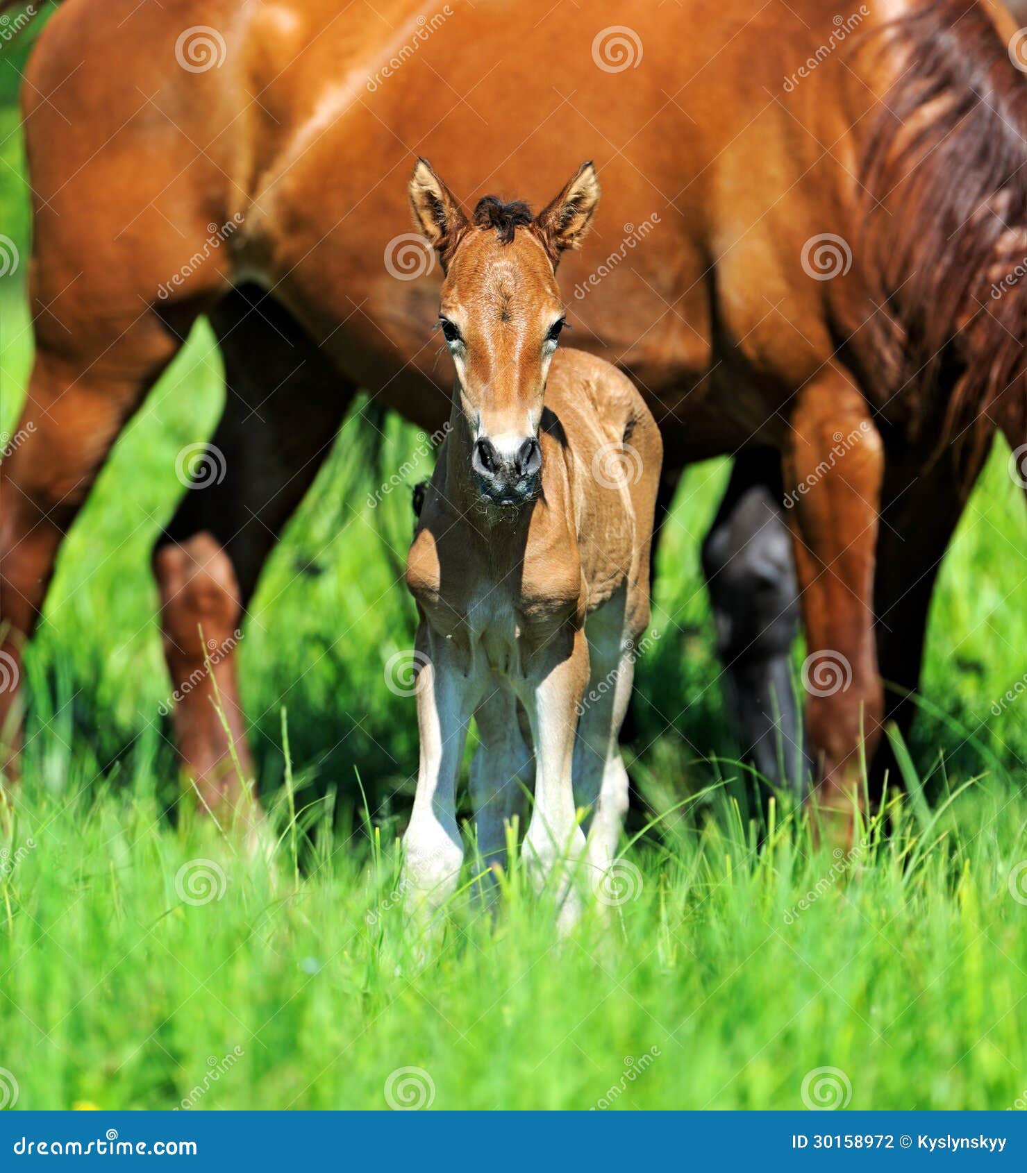 Horse stock photo. Image of spring, colt, sunny, nature - 30158972