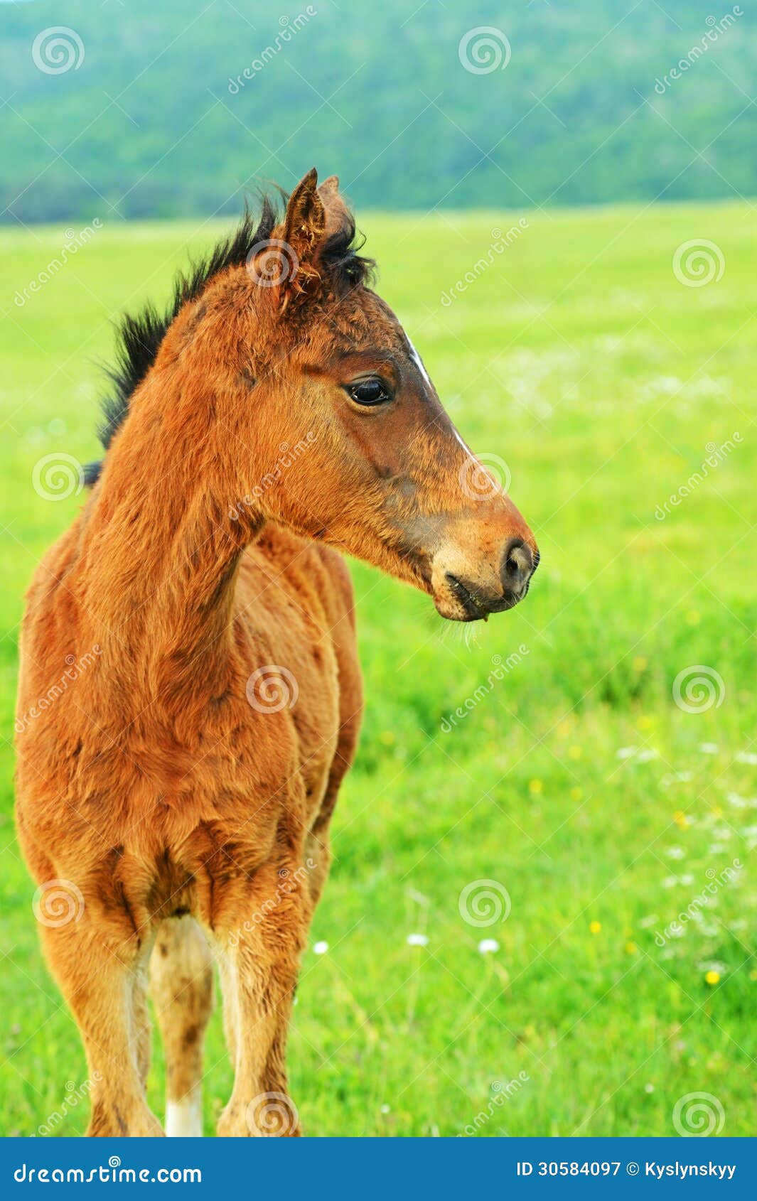 Horse stock image. Image of sunny, group, mammal, nature - 30584097