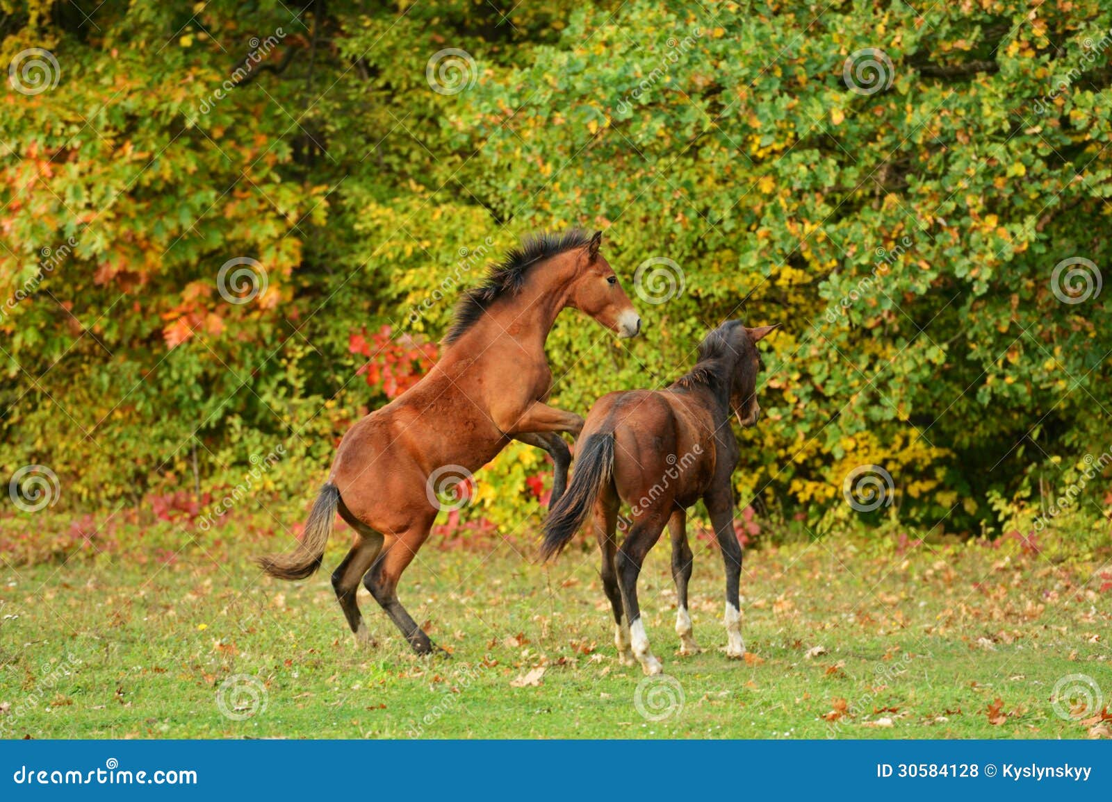 Horse stock photo. Image of horses, vildlife, animal - 30584128