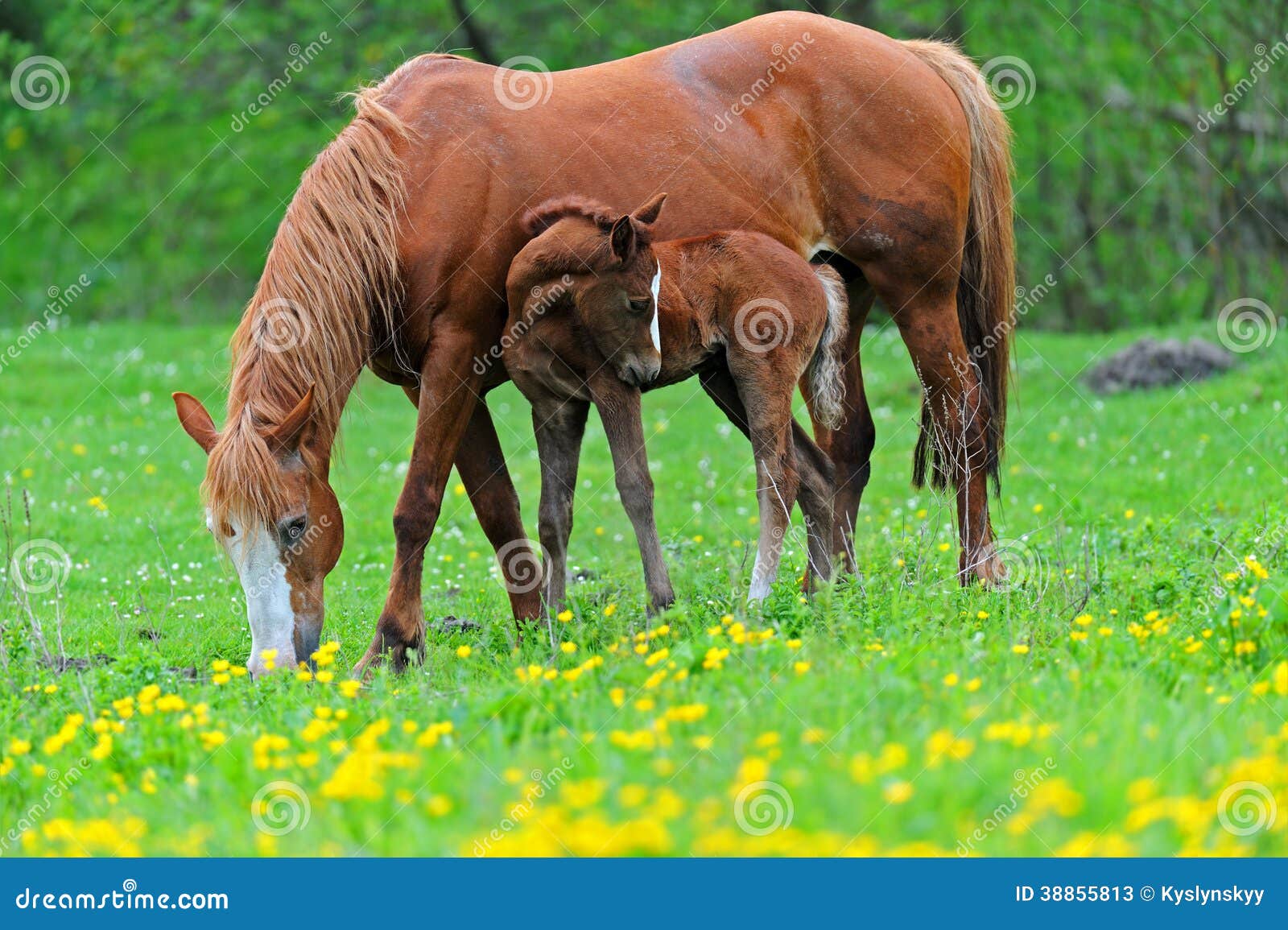 Horse stock image. Image of animal, livestock, flowers - 38855813