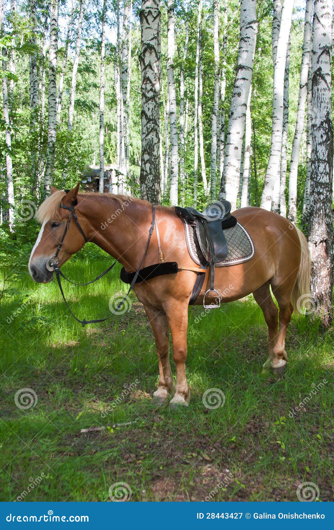 A Horse is by a Canicular Day in a Birchwood Stock Image - Image of ...