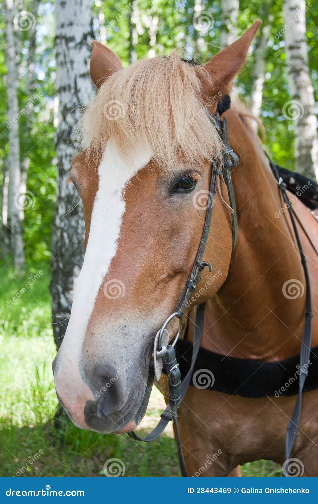 A Horse is by a Canicular Day in a Birchwood Stock Image - Image of ...