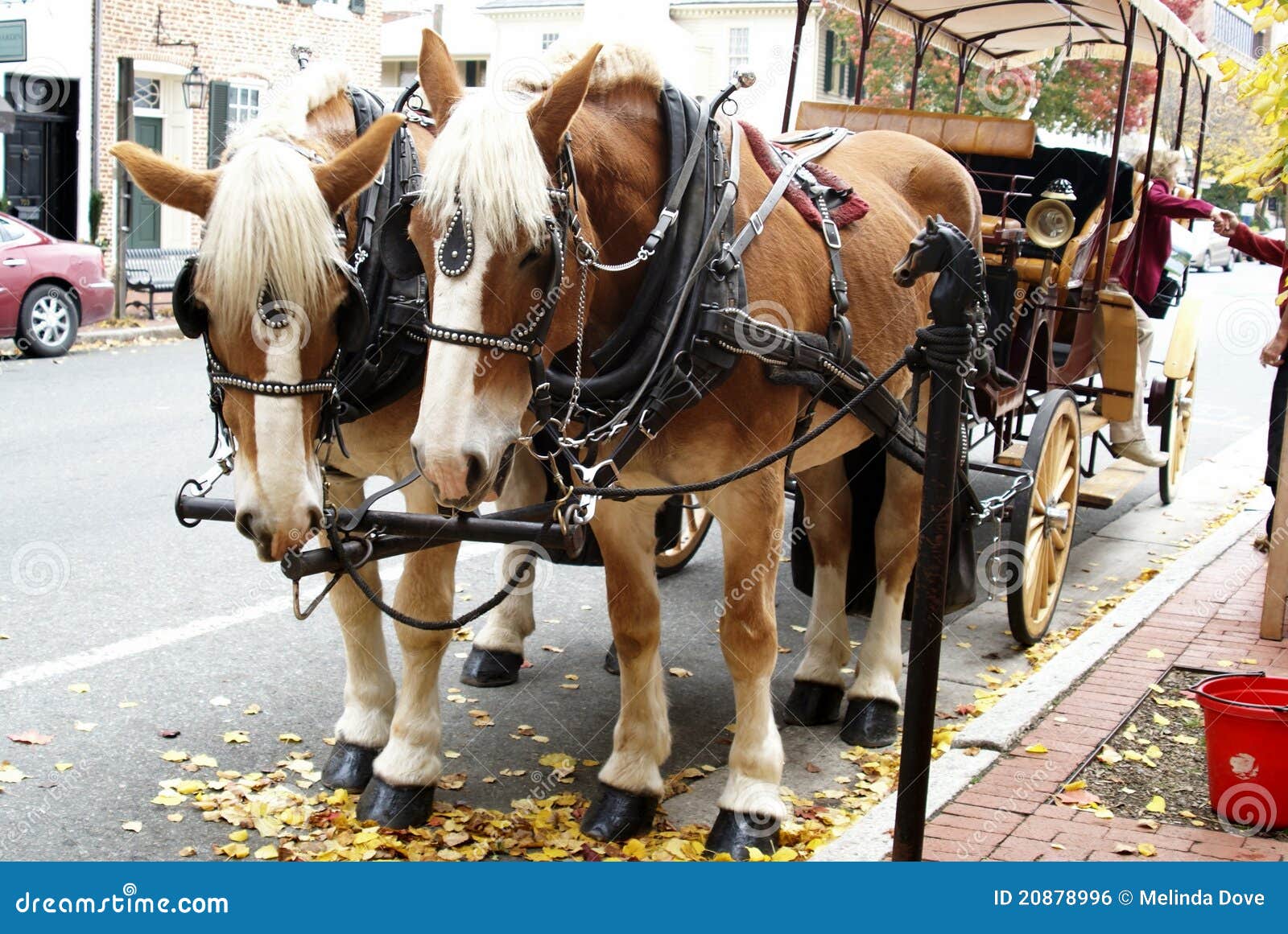 Horse and Carriage editorial photo. Image of coat, vacation - 20878996