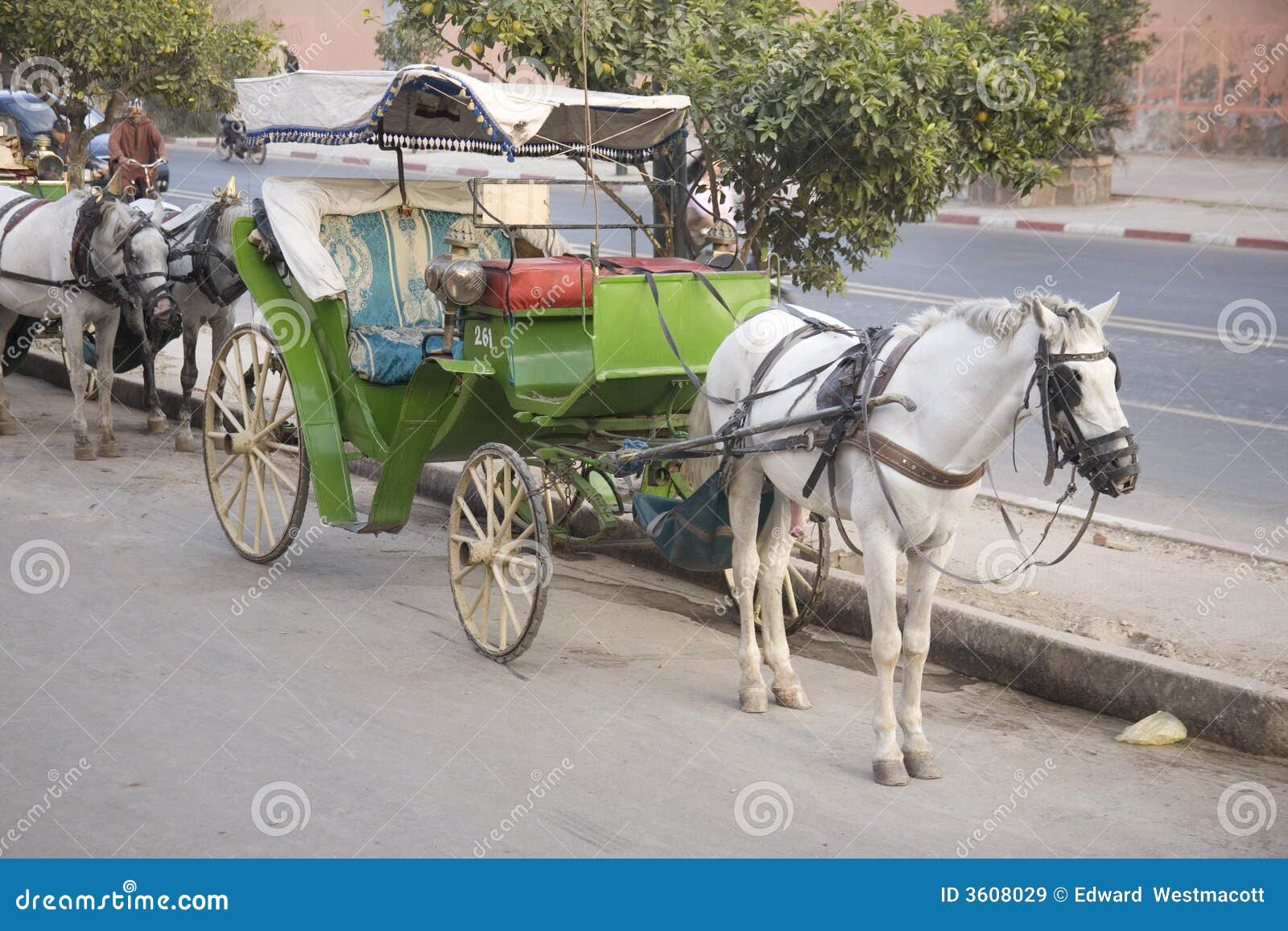 246 Carriage African Horse Photos - Free & Royalty-Free Stock Photos ...