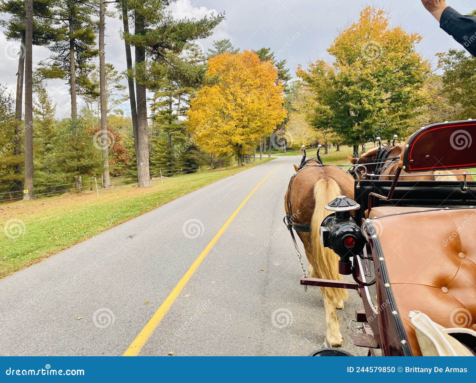 Horse & Carriage Ride Biltmore Grounds Stock Photo - Image of hotel ...