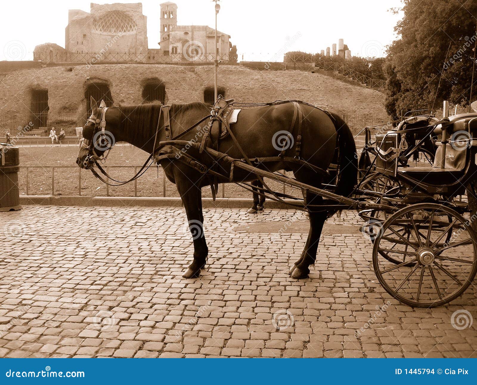 Horse and carriage in Rome stock photo. Image of transportation - 1445794