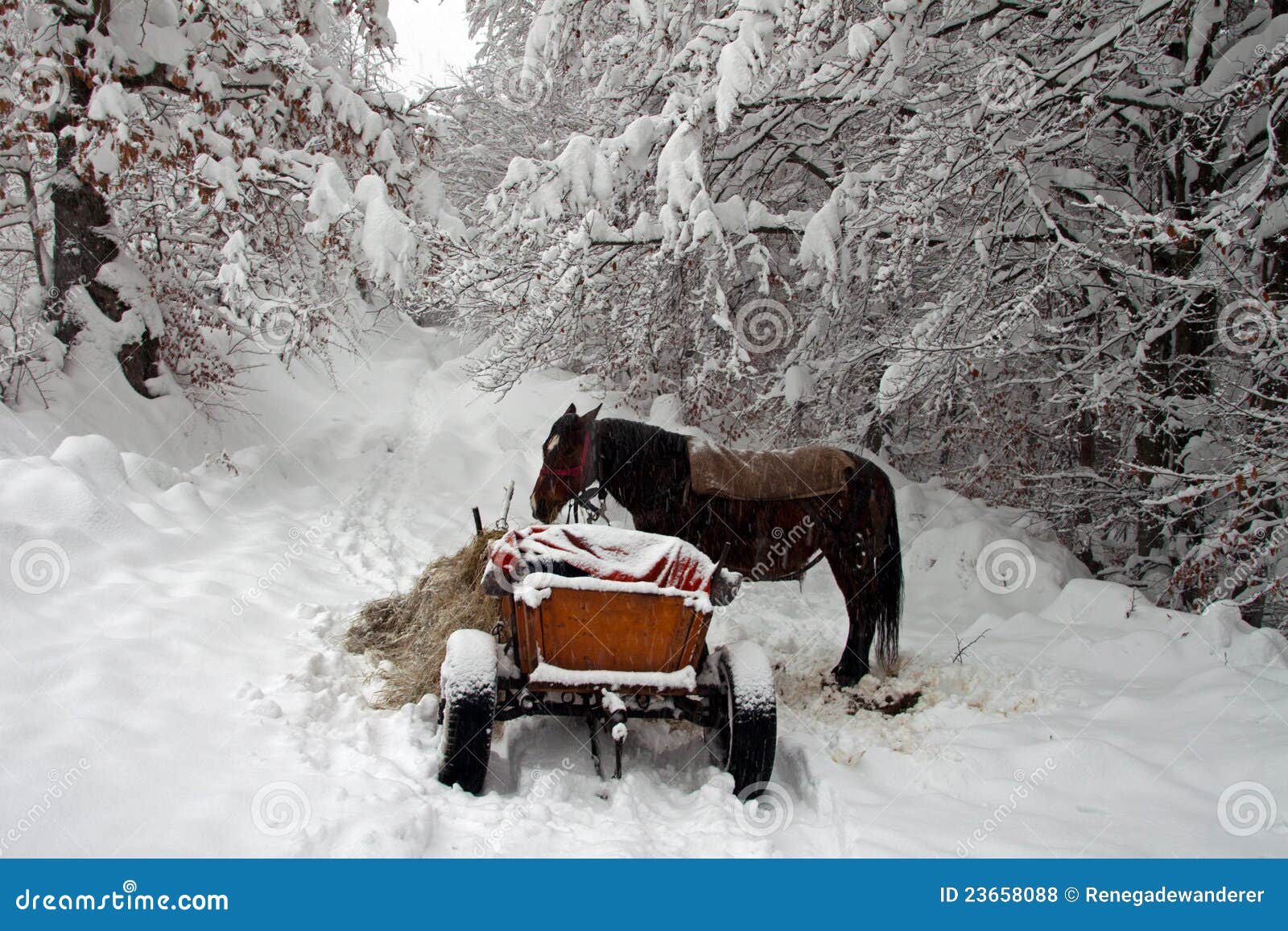 A horse carriage in winter stock photo. Image of carriage - 23658088