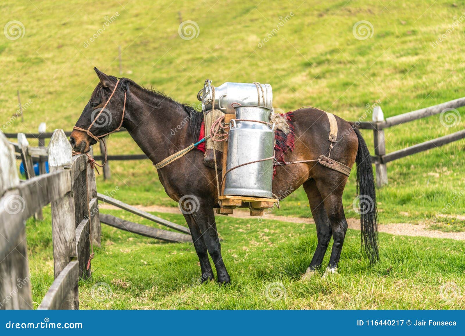 Horse Carrying Load On Its Back Stock Photo | CartoonDealer.com #131400768