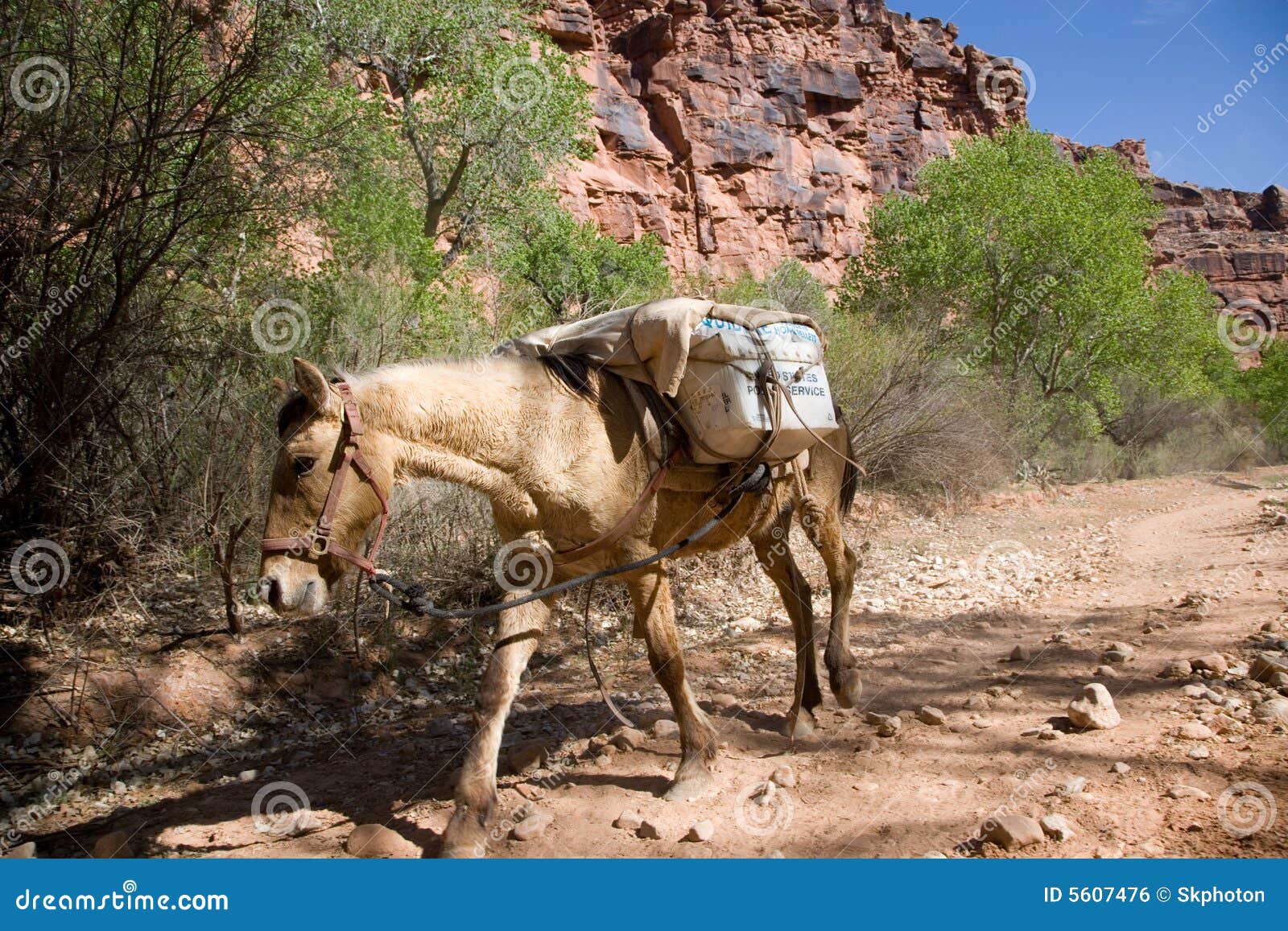 Horse carrying packages stock photo. Image of travel, carry - 5607476