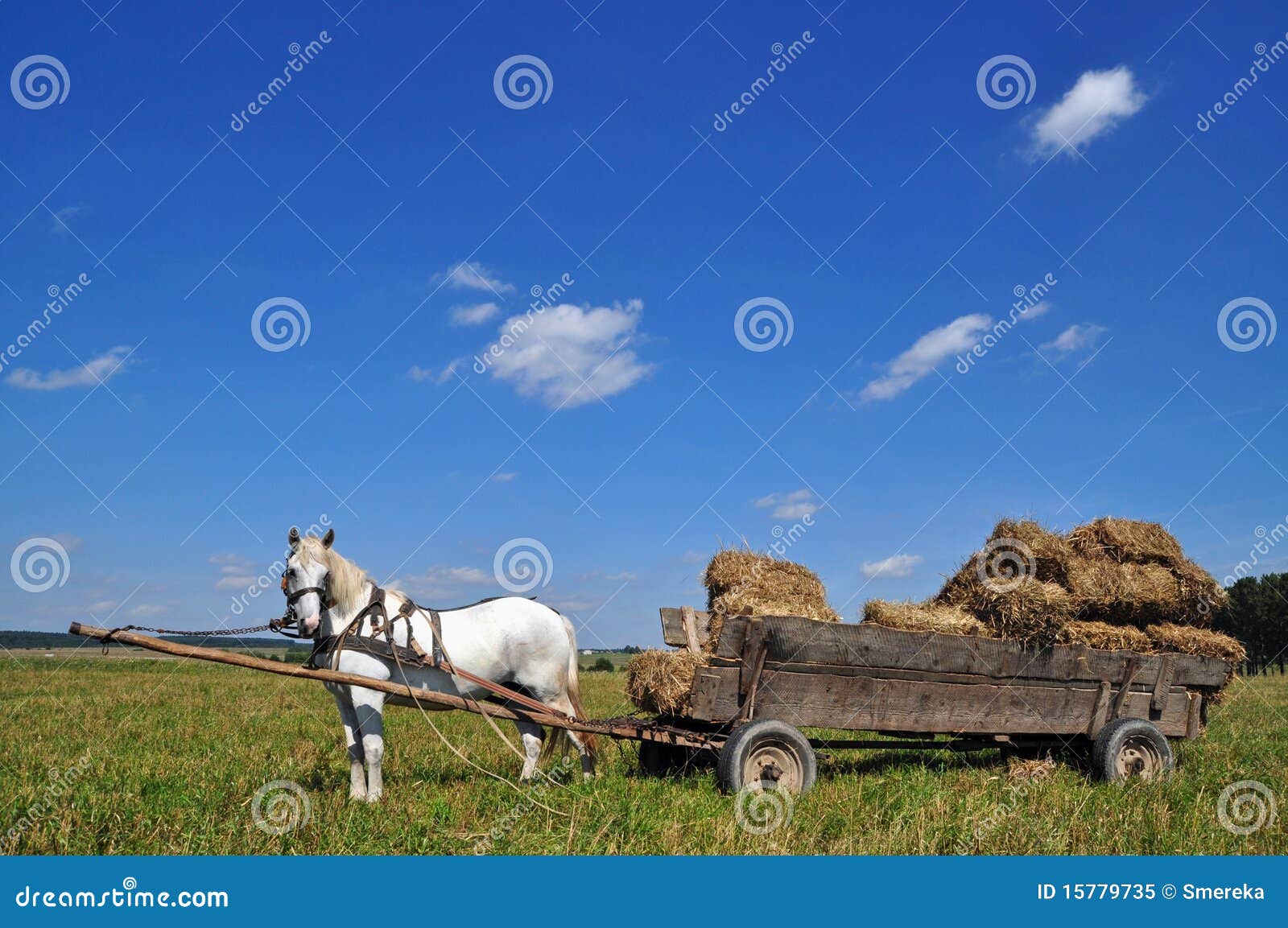 Horse with a Cart Loaded Hay Bales Stock Image - Image of transport ...