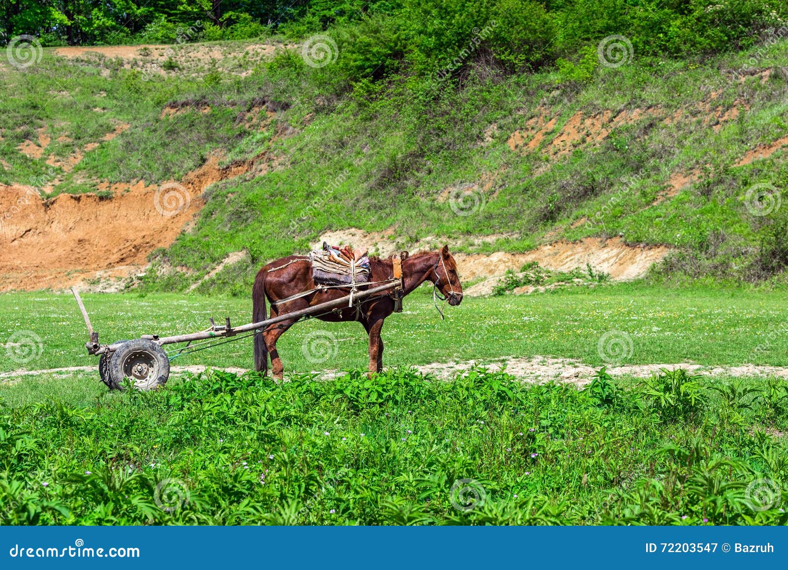 Horse with cart stock image. Image of nature, rustic - 72203547