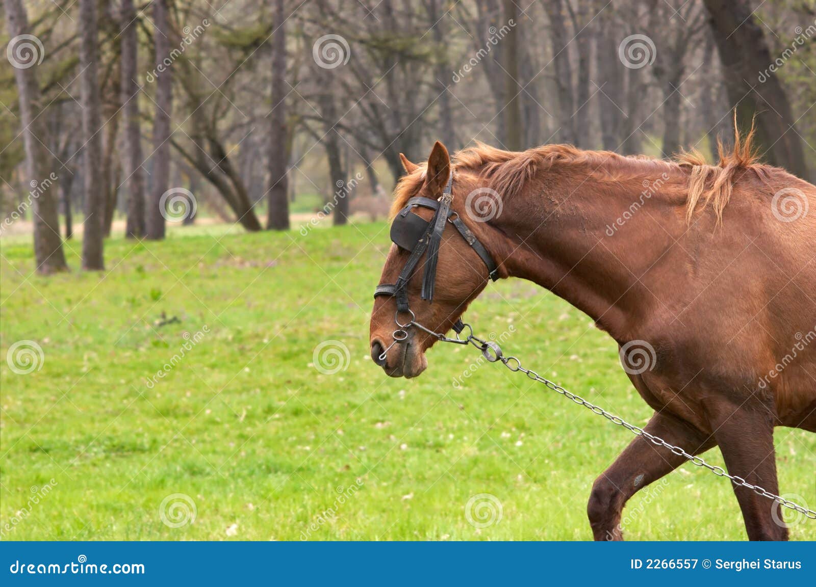 Horse With Chain Picture. Image: 2266557