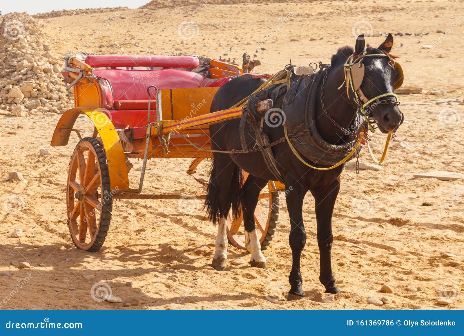 Horse chariot in desert stock photo. Image of ancient - 161369786