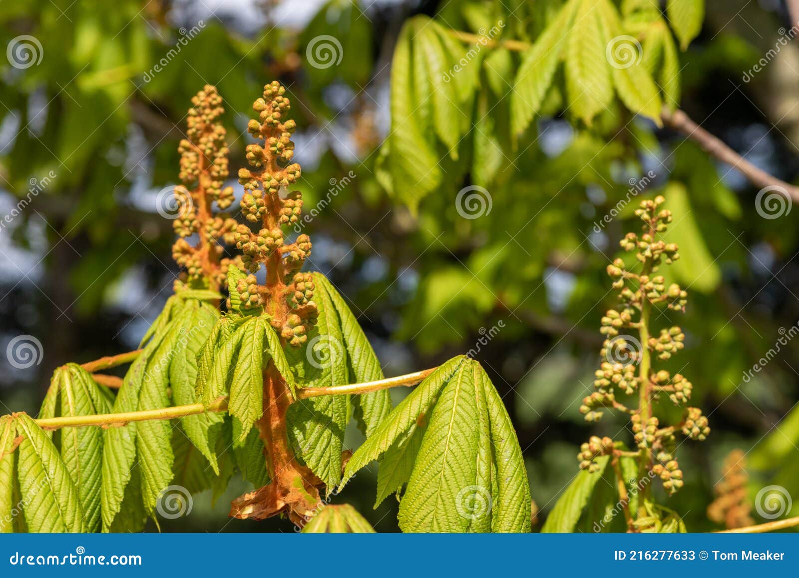 Horse Chestnut Aesculus Buds Stock Image - Image of season, floral ...
