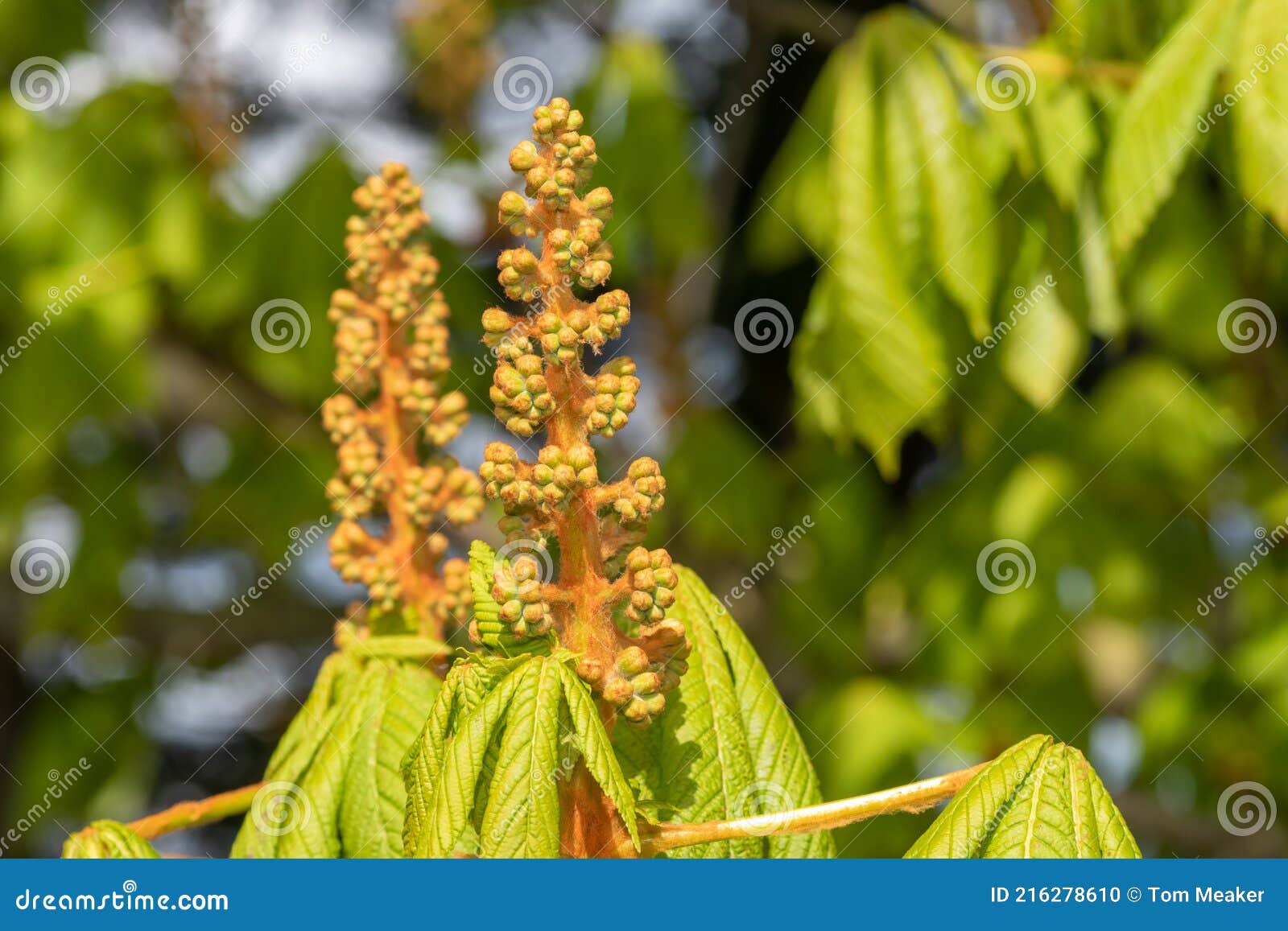 Horse Chestnut Aesculus Buds Stock Photo - Image of chestnut ...