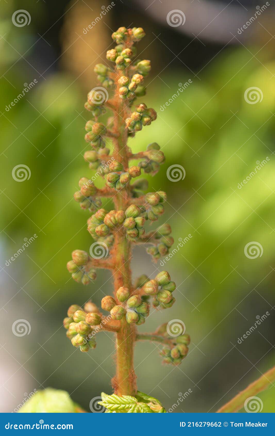 Horse Chestnut Aesculus Buds Stock Photo - Image of tree, close: 216279662