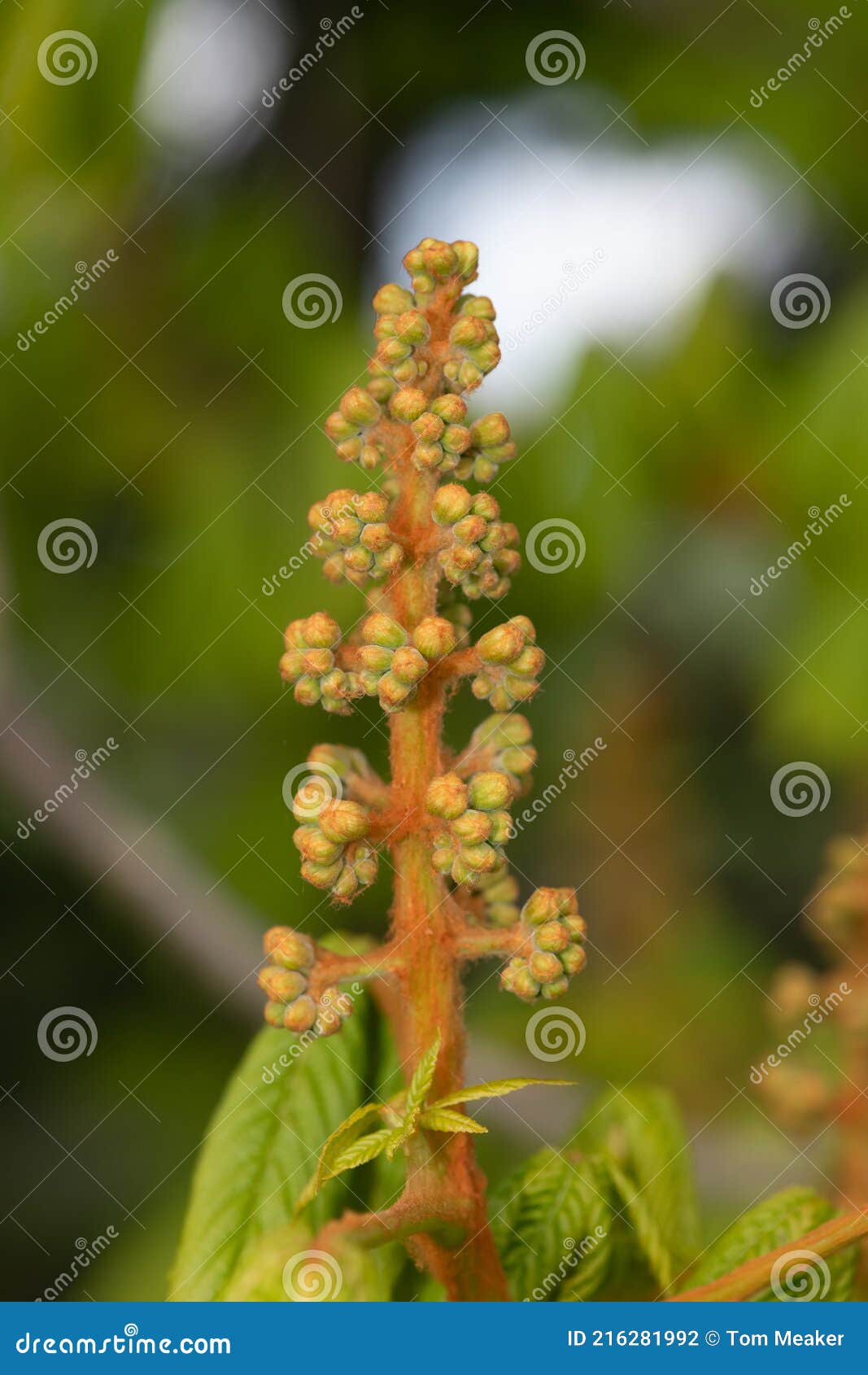Horse Chestnut Aesculus Buds Stock Photo - Image of floral, time: 216281992