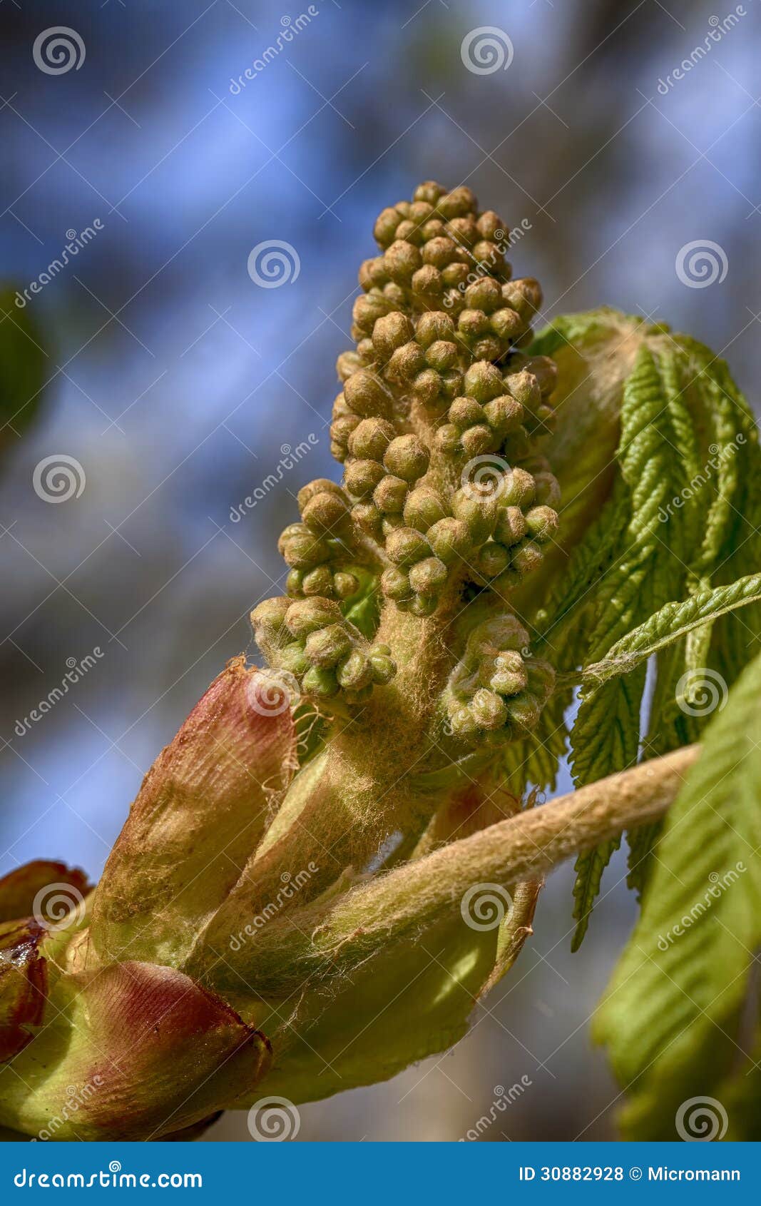 Horse Chestnut - Aesculus - Flower Stock Photo - Image of closeup ...