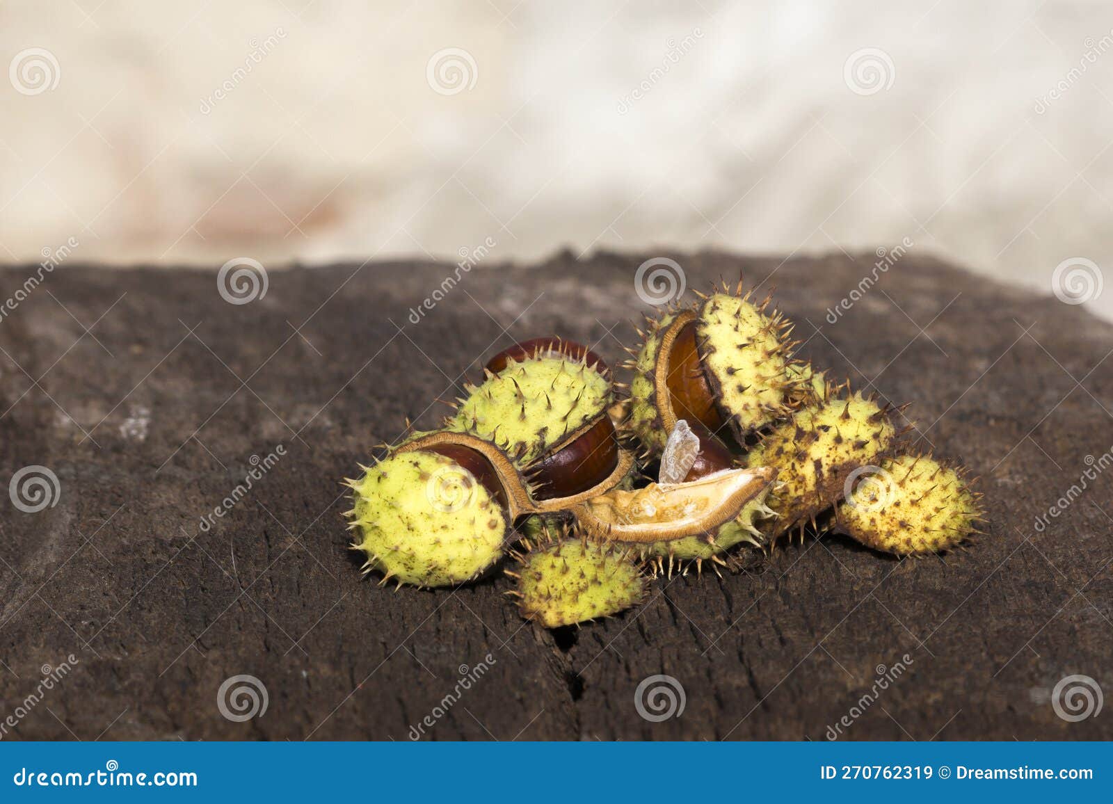Horse Chestnut (Aesculus Hippocastanum Stock Image - Image of seasonal ...