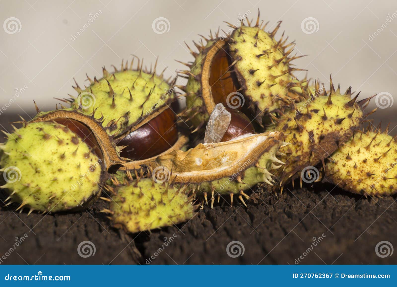 Horse Chestnut (Aesculus Hippocastanum Stock Image - Image of closeup ...