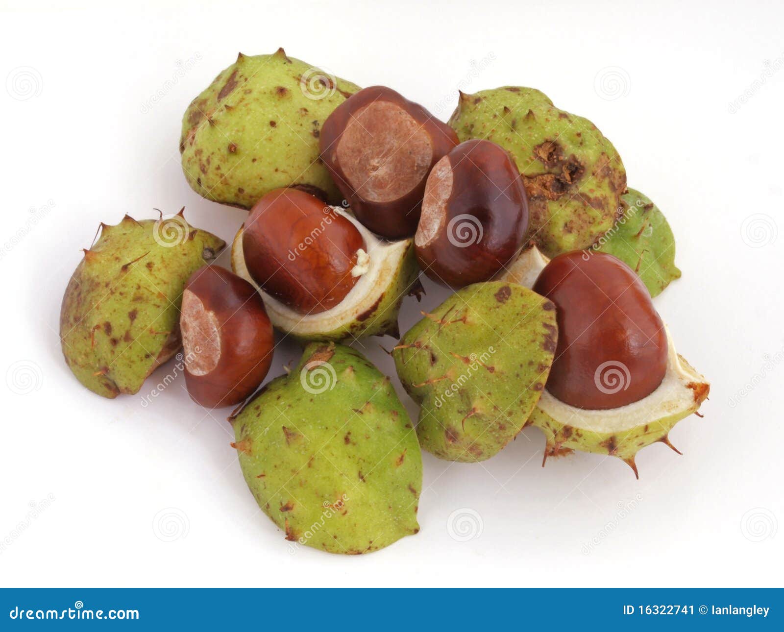 Horse chestnut, Conker. stock image. Image of closeup - 16322741