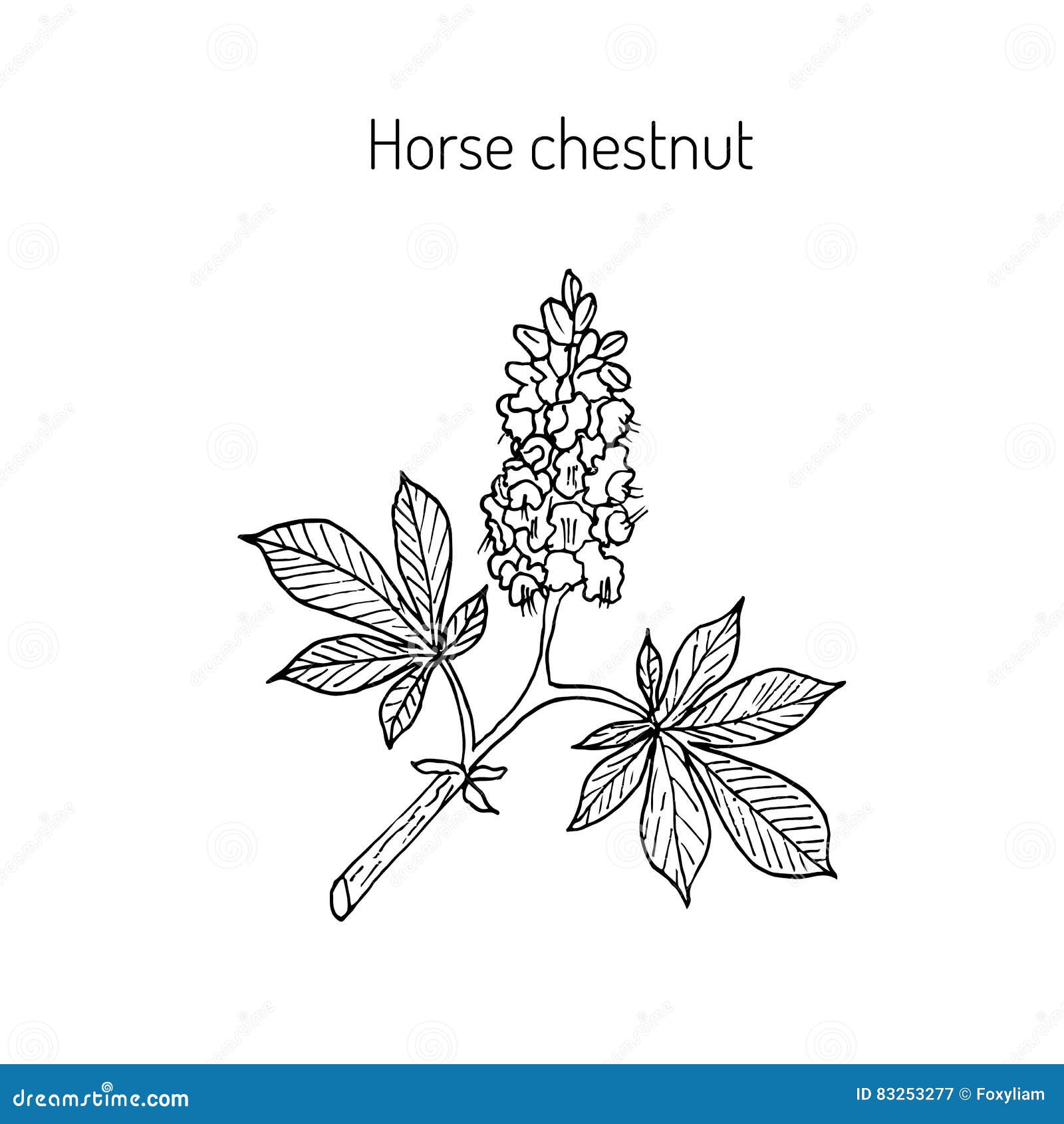 Chestnut Tree Drawing