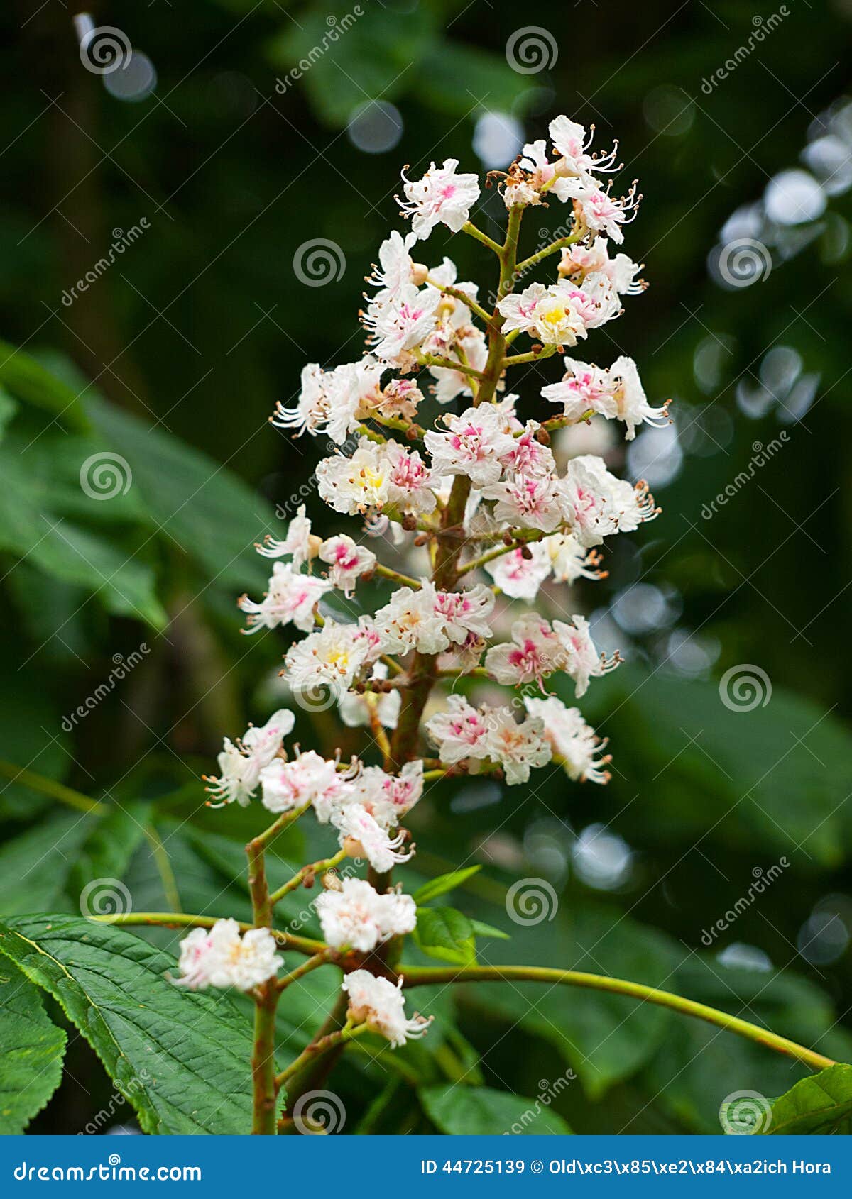 Chestnut Flower Or Aesculus Hippocastanum, Conker Tree With Leaves ...