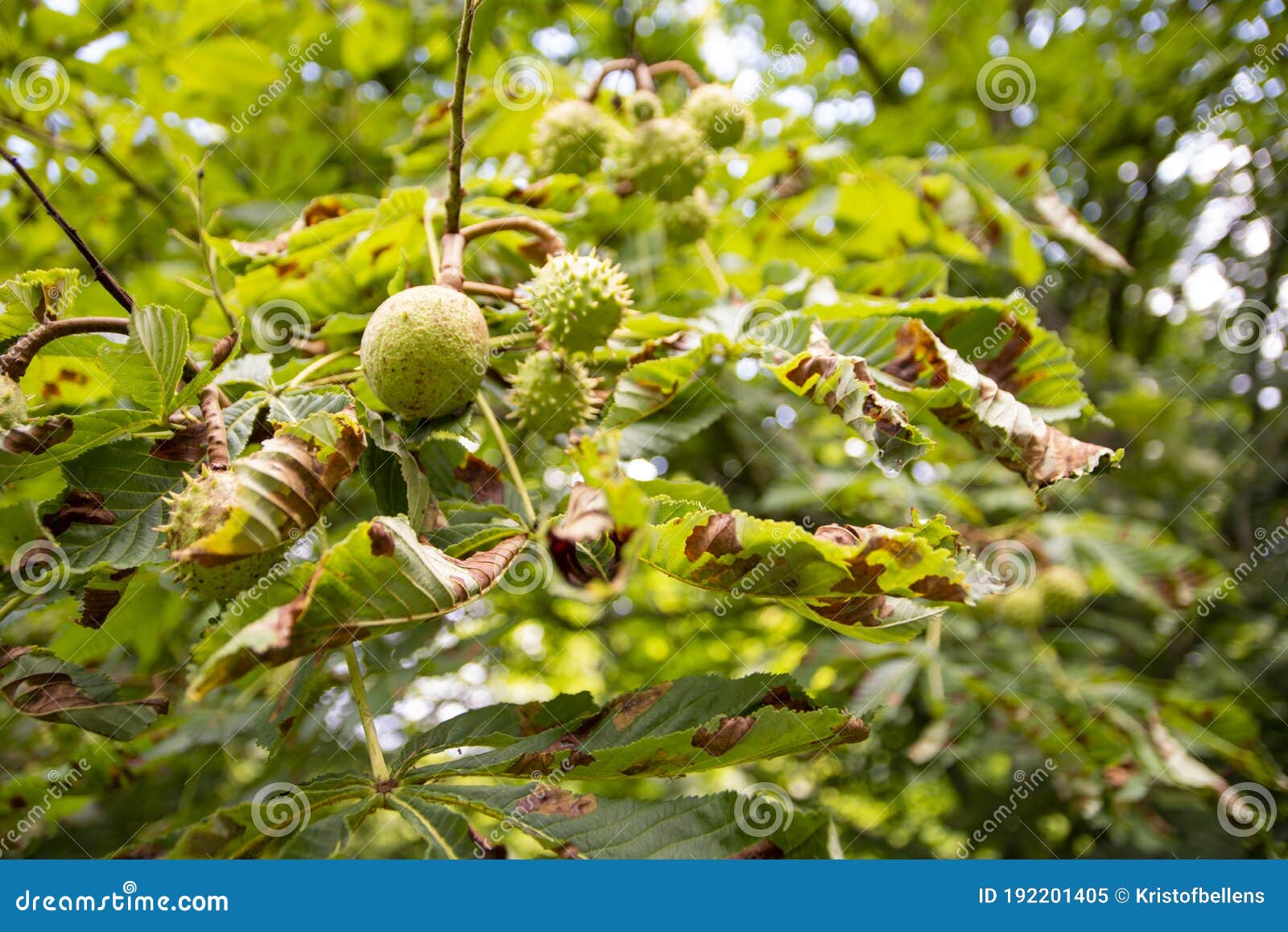 Horse Chestnut Leafs Affected by Horse Chestnut Leaf-mining Moth ...