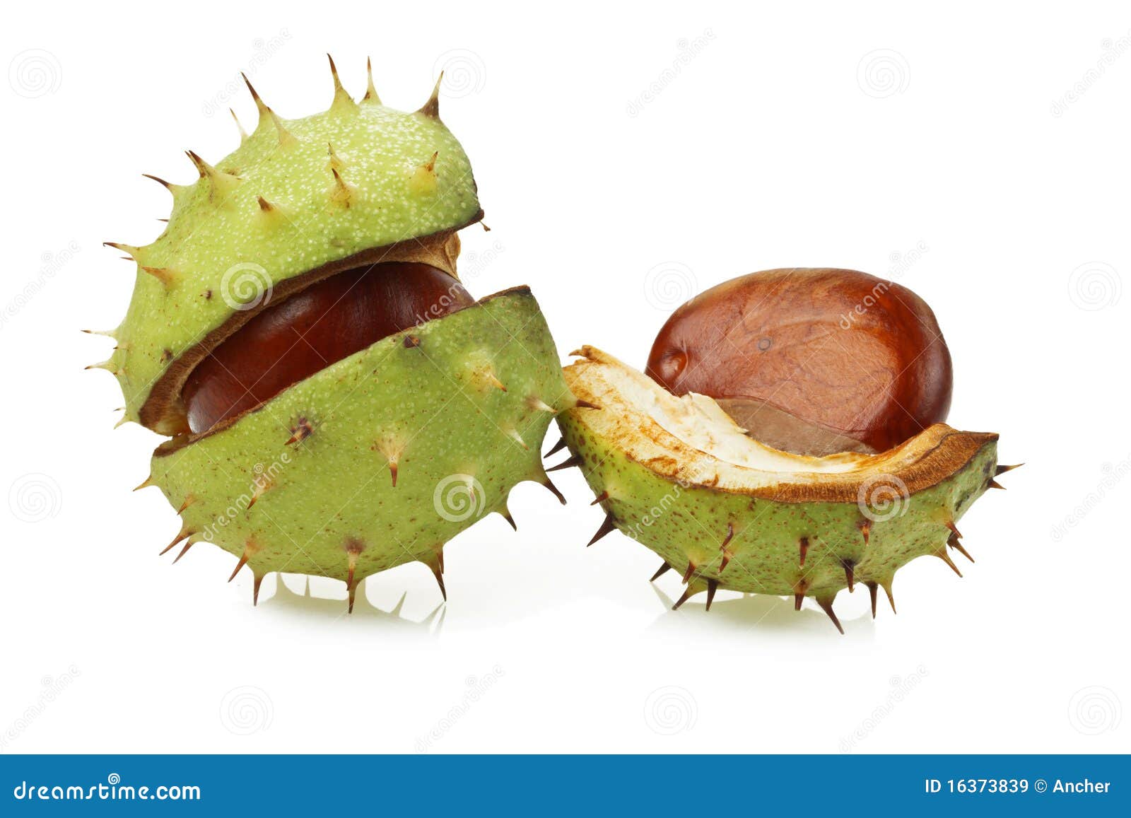 Horse Chestnut in Natural Shell Stock Image - Image of husk, brown ...