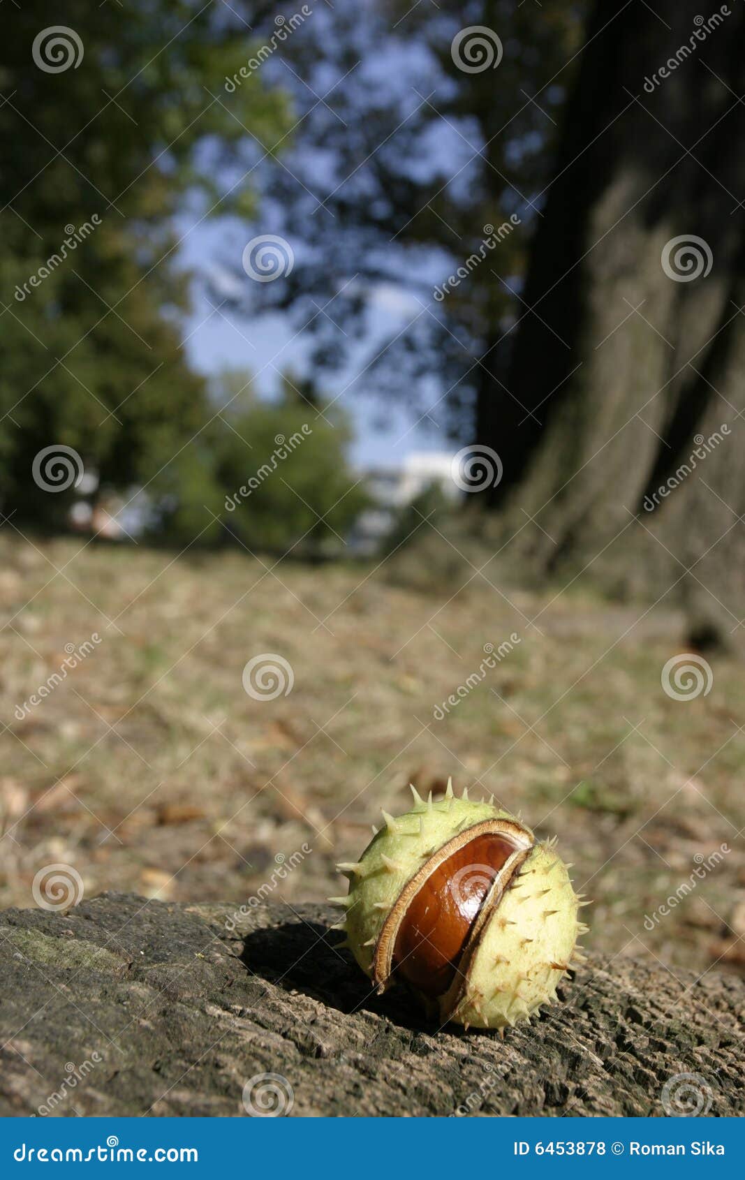 Horse-Chestnut in shell stock photo. Image of tree, open - 6453878