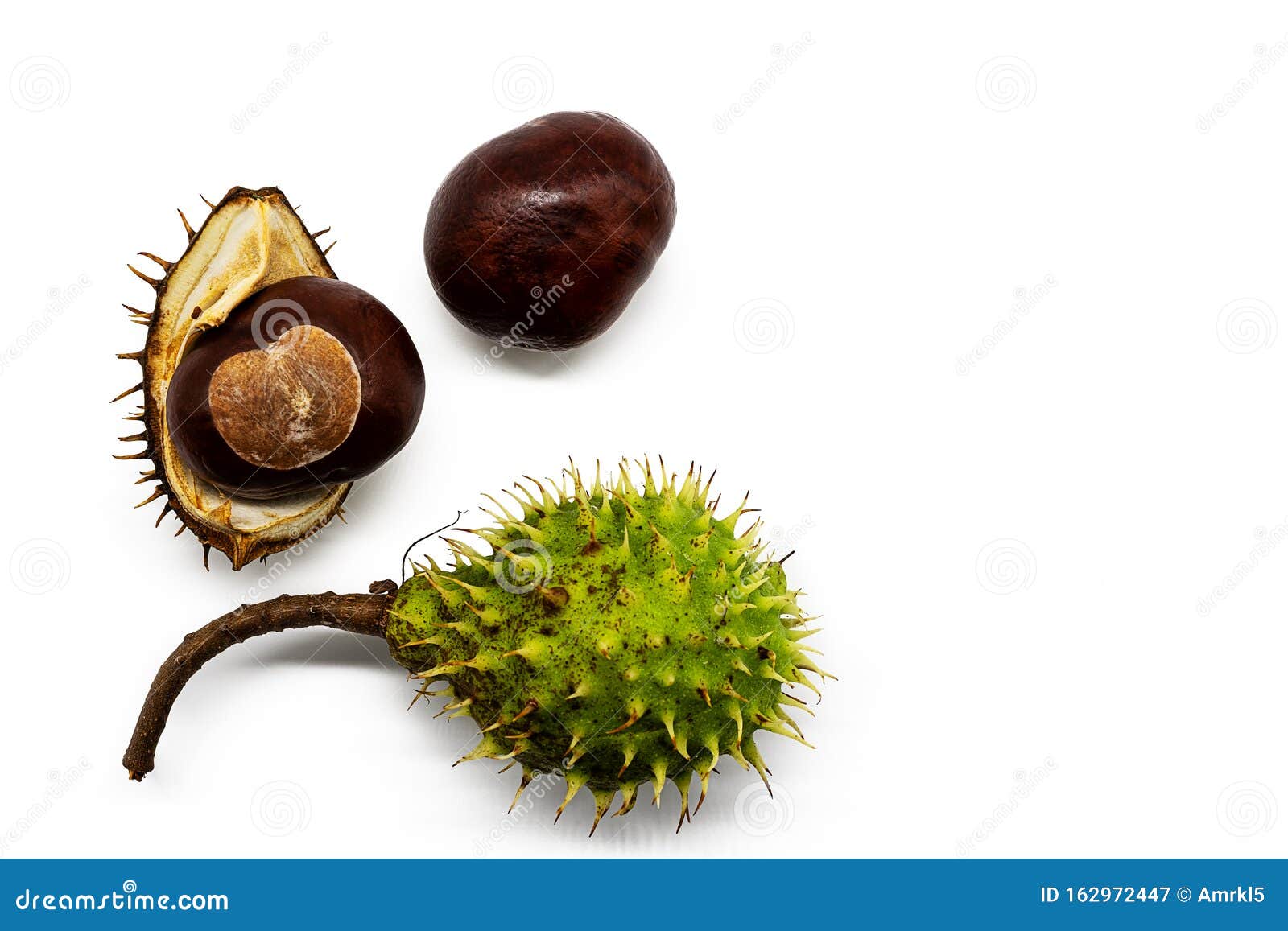 Horse Chestnut Still in Seed Hull with Part of the Shell and without ...