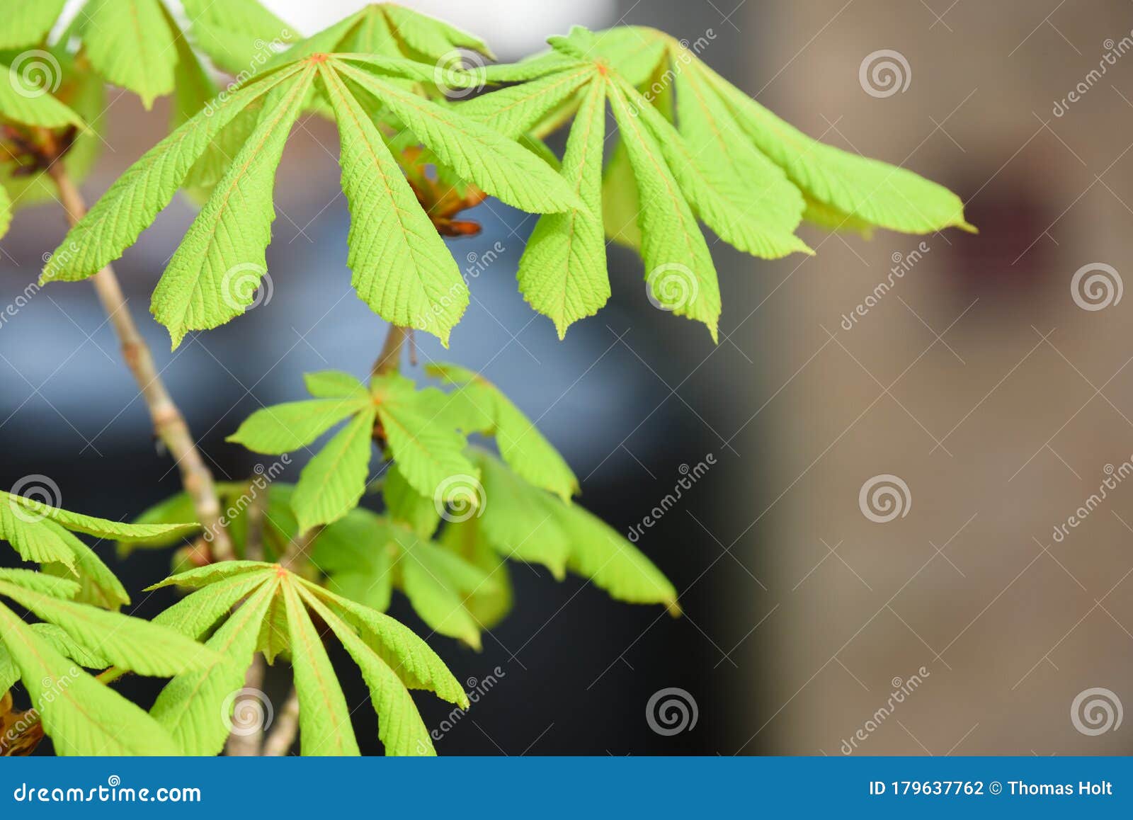 Horse Chestnut Tree or Aesculus Hippocastanum Sapling Growing Outdoors ...