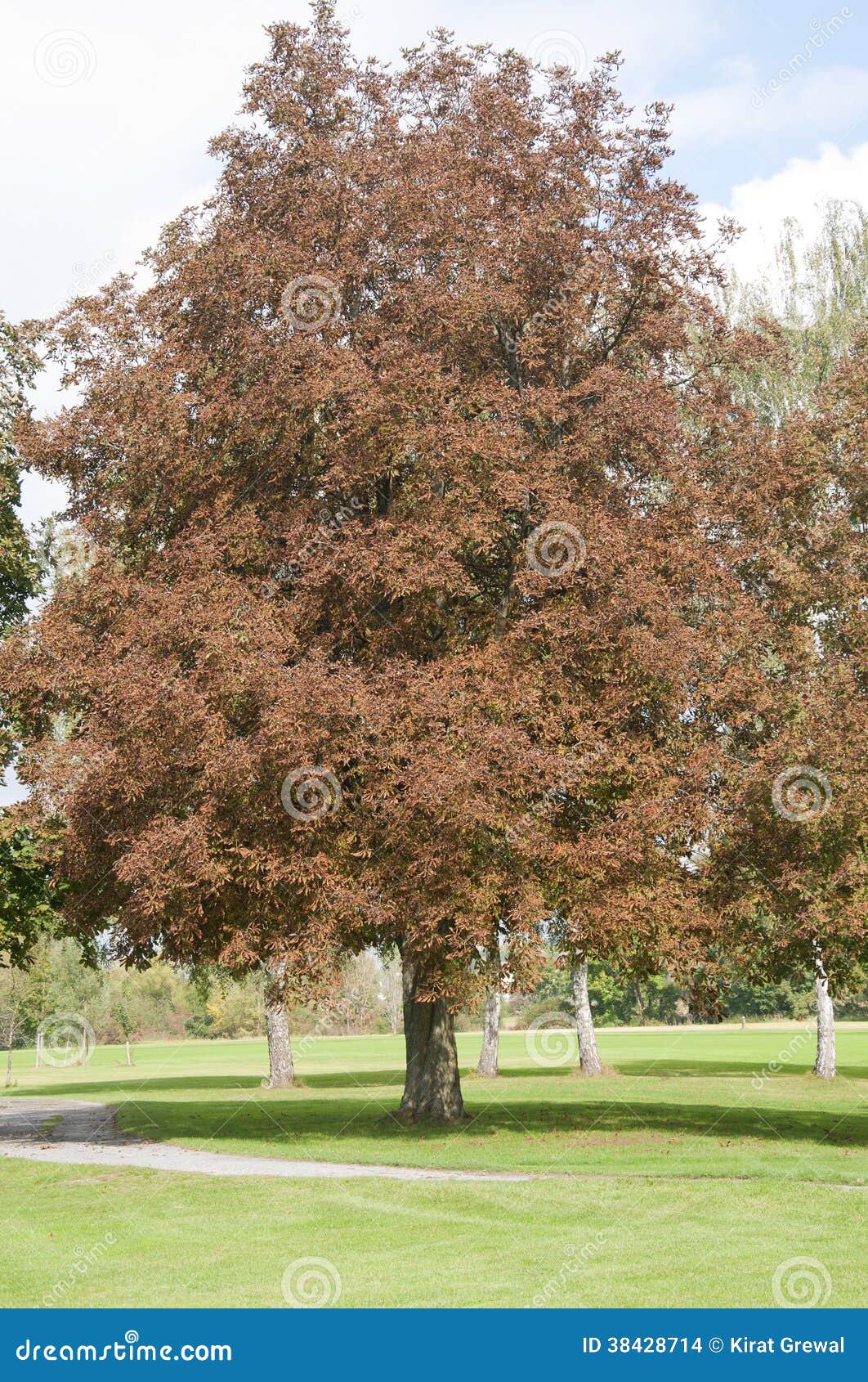 Horse Chestnut Tree in Autumn in Germany Stock Photo - Image of flora ...
