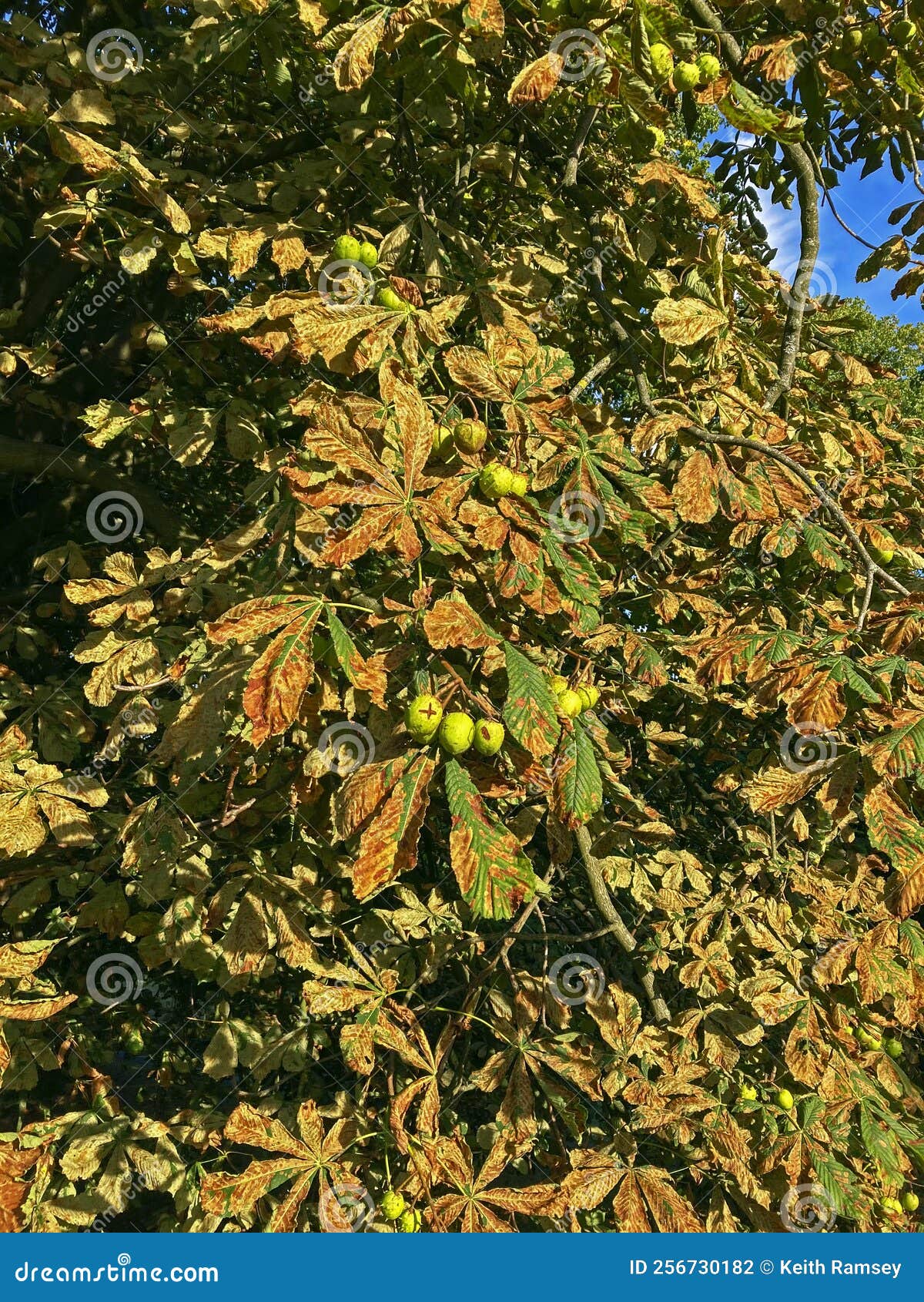 Horse Chestnut Tree stock photo. Image of chestnut, early - 256730182