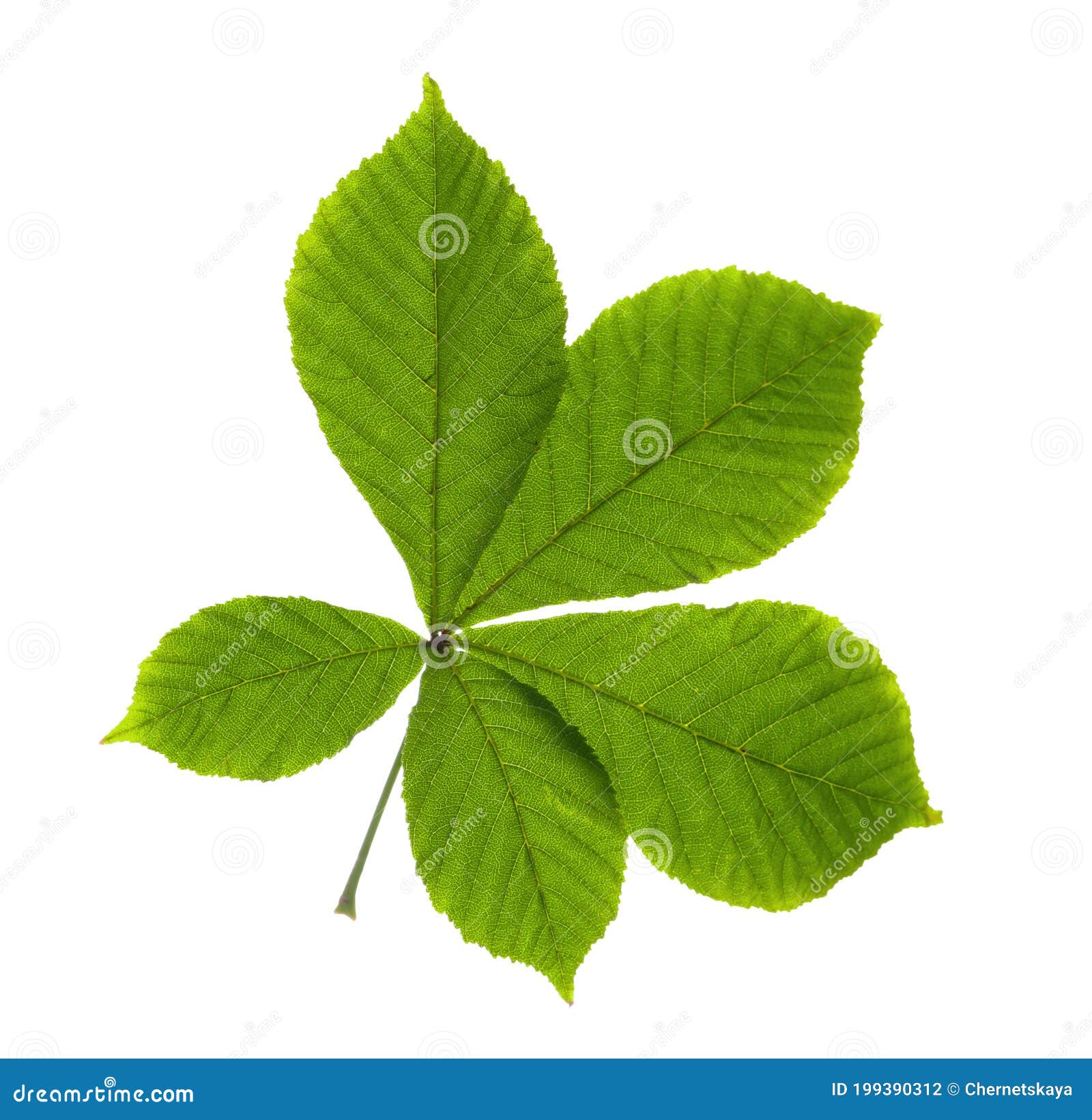 Horse Chestnut Leaf