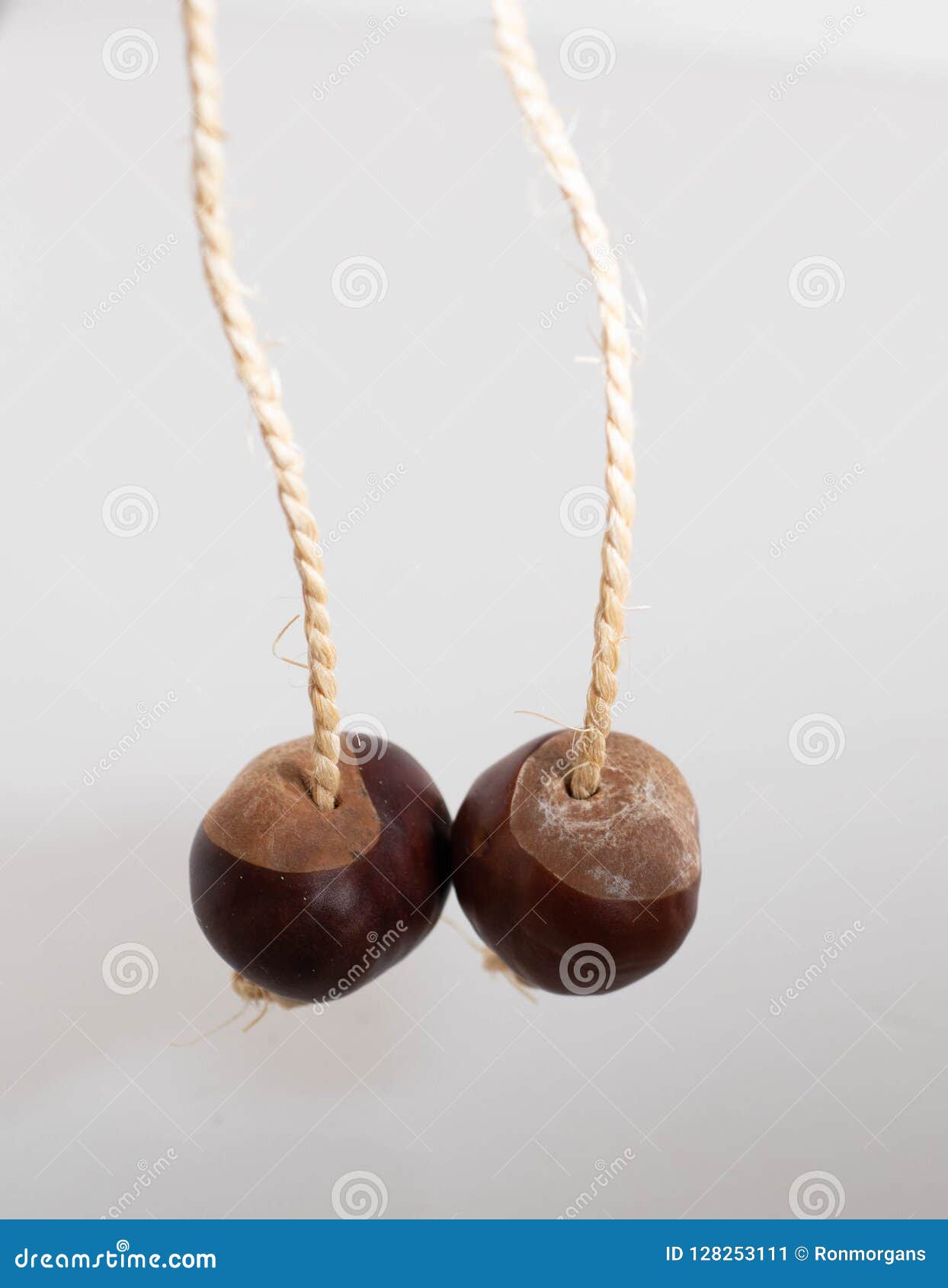 Horse Chestnut Tree Seeds Called Conkers Stock Image - Image of nature ...