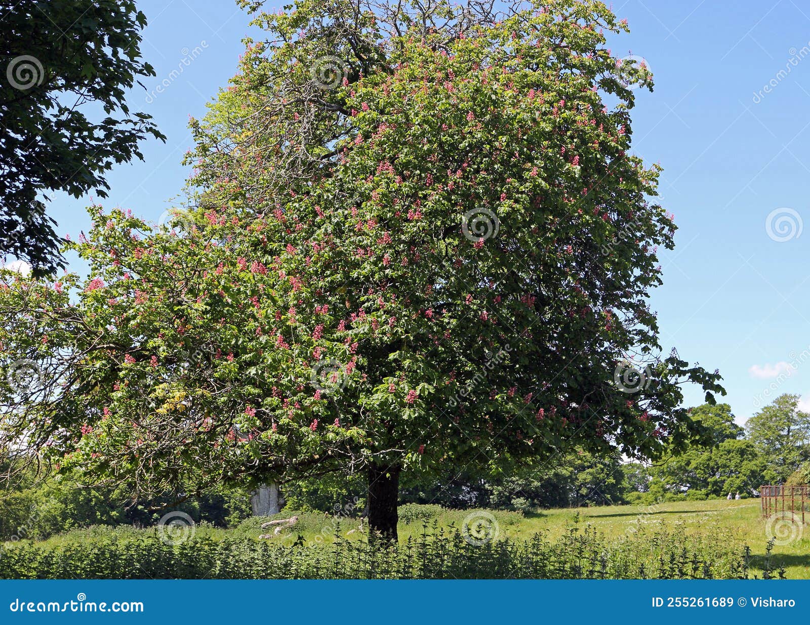 Horse Chestnut Tree in Spring Stock Image - Image of landscape, summer ...