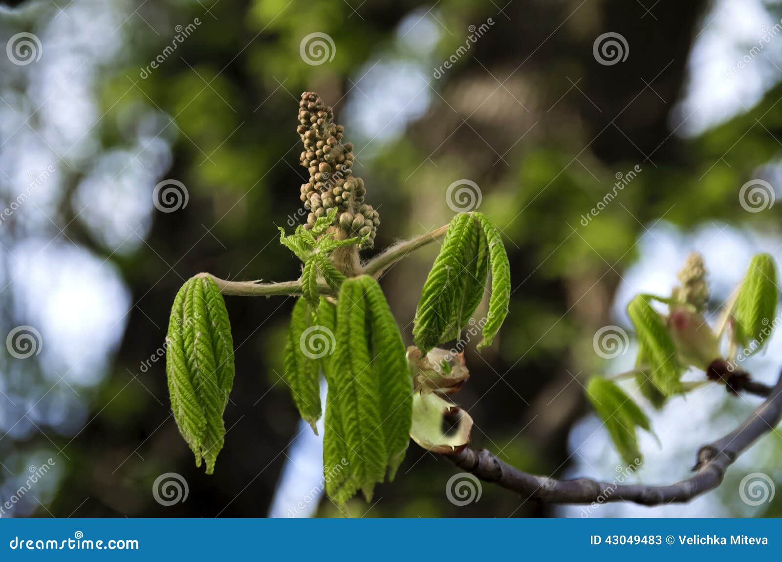 Horse chestnut twig stock image. Image of chestnut, yellow - 43049483
