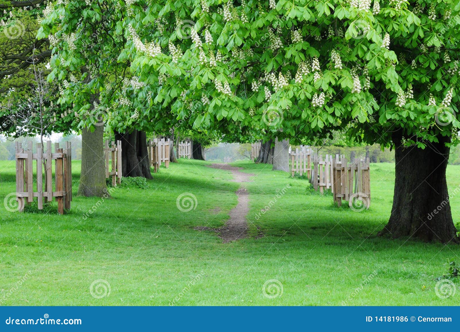 Horse chestnut walk stock photo. Image of horse, walk - 14181986