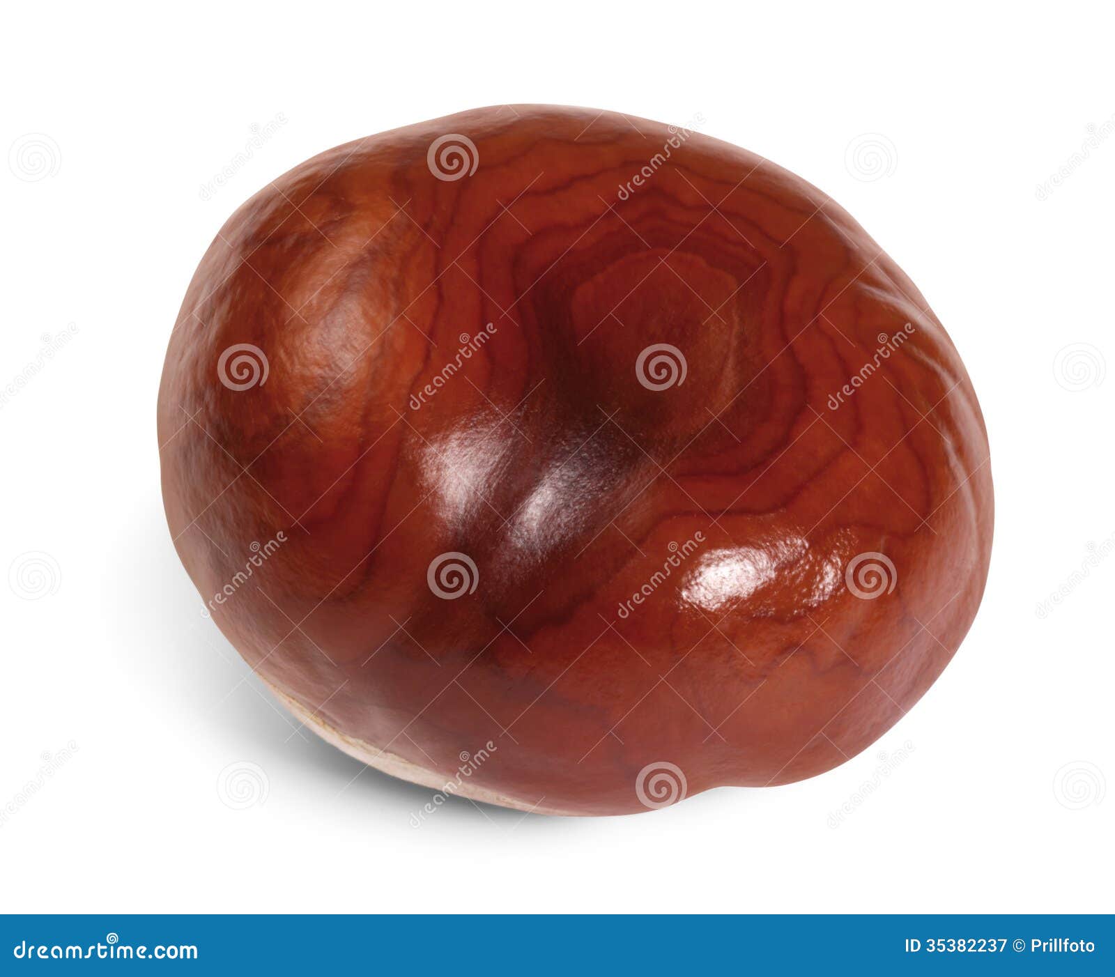 Horse chestnut stock image. Image of biology, fruit, dispersal - 35382237